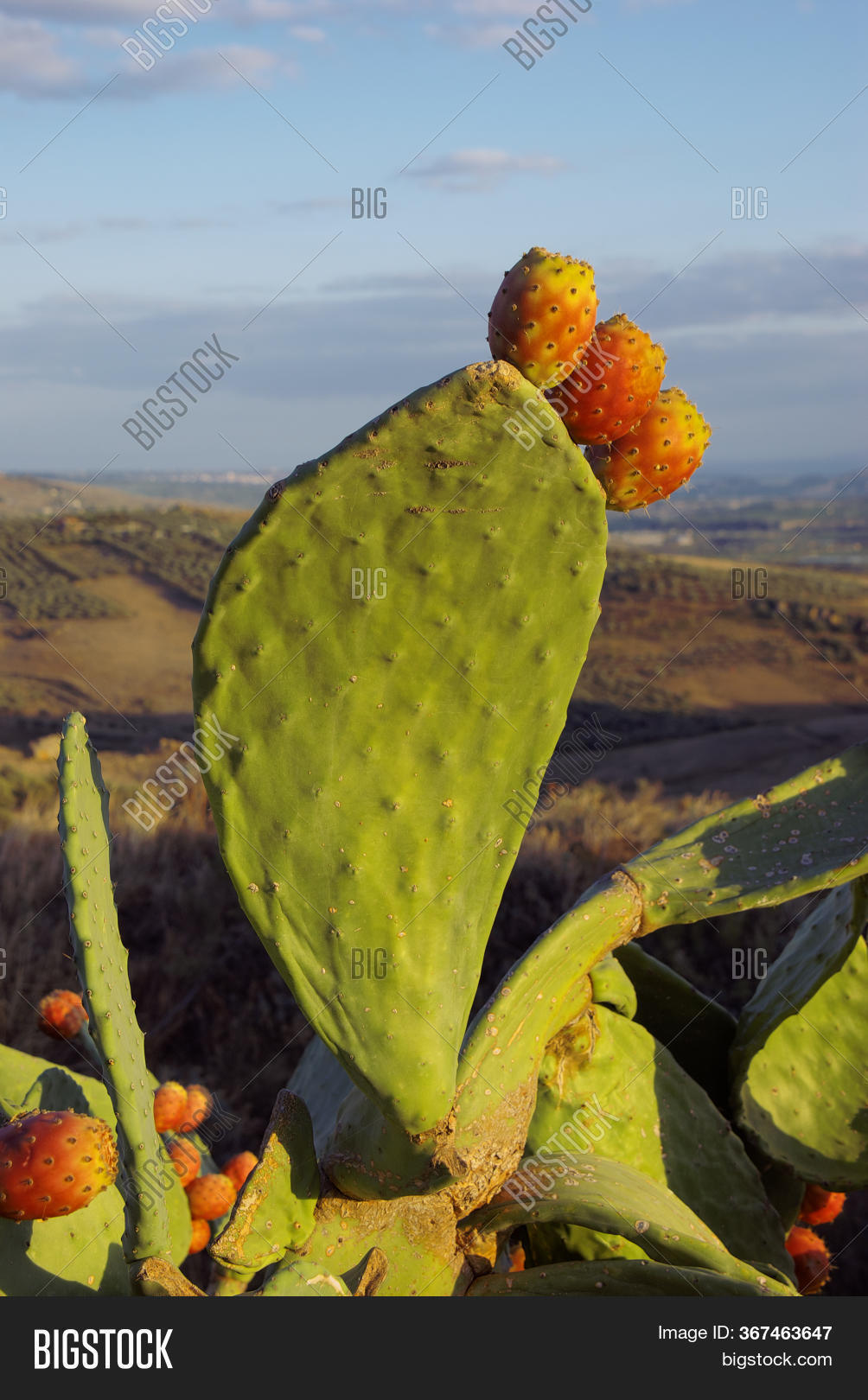 Sicily Fruits Prickly Image & Photo (Free Trial) | Bigstock