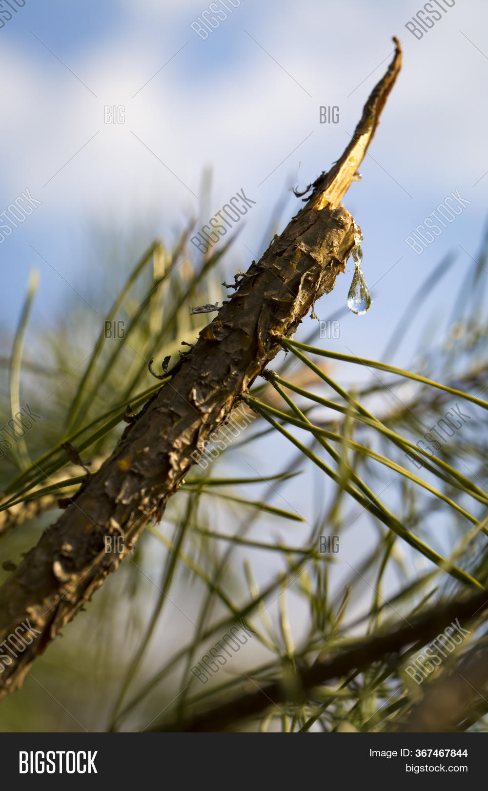 Drop Resin On Branch. Image & Photo (Free Trial) | Bigstock