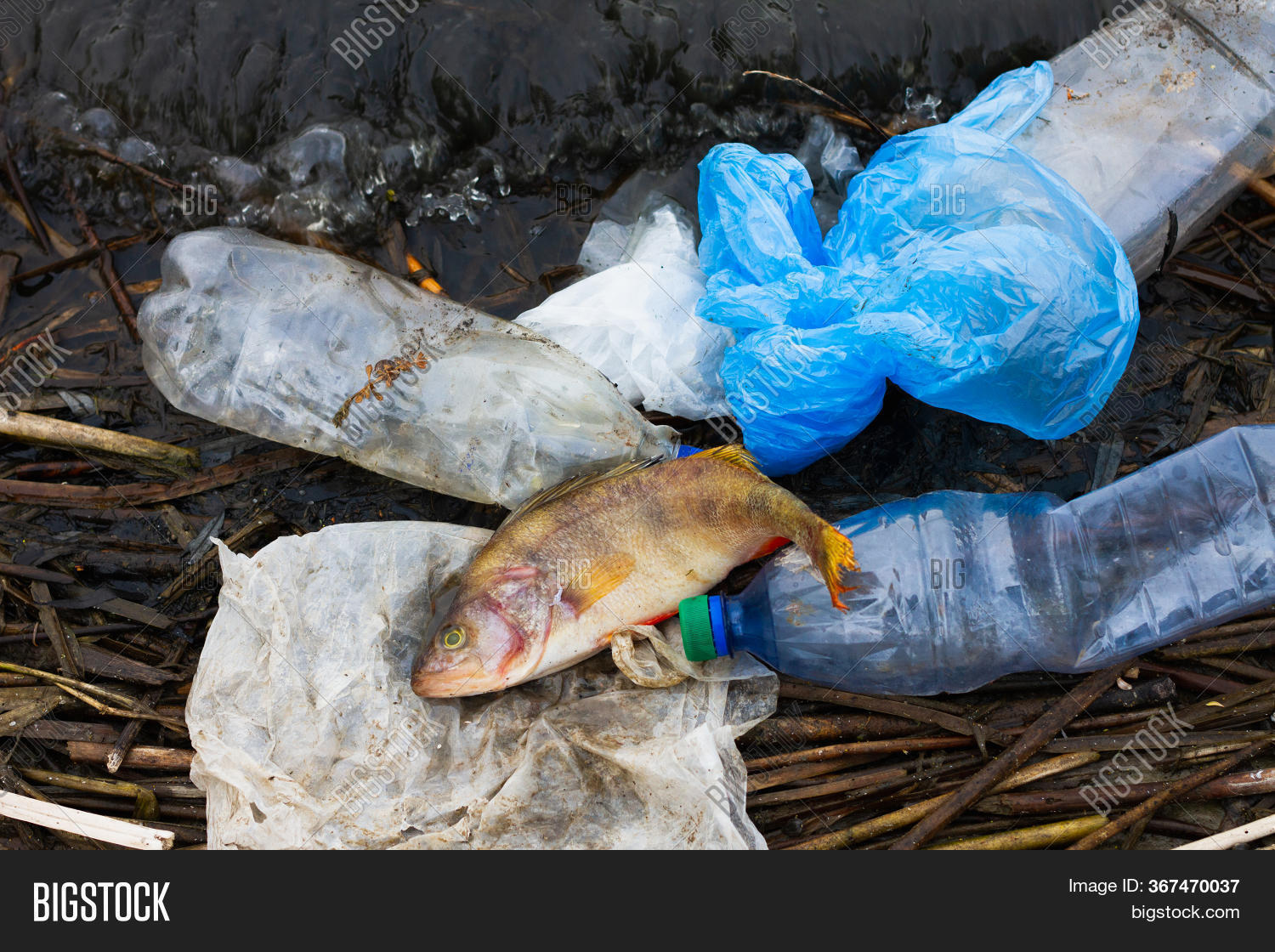 Dead Fish Plastic Image & Photo (Free Trial) | Bigstock