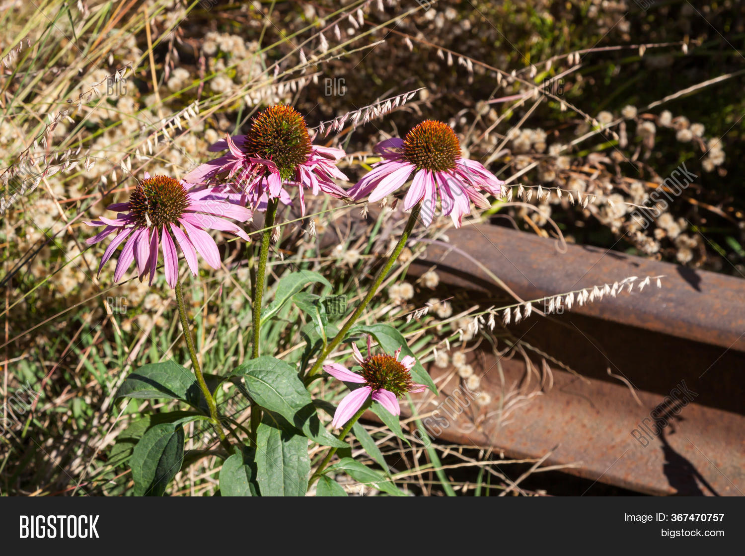 Flowers On High Line. Image & Photo (Free Trial) | Bigstock