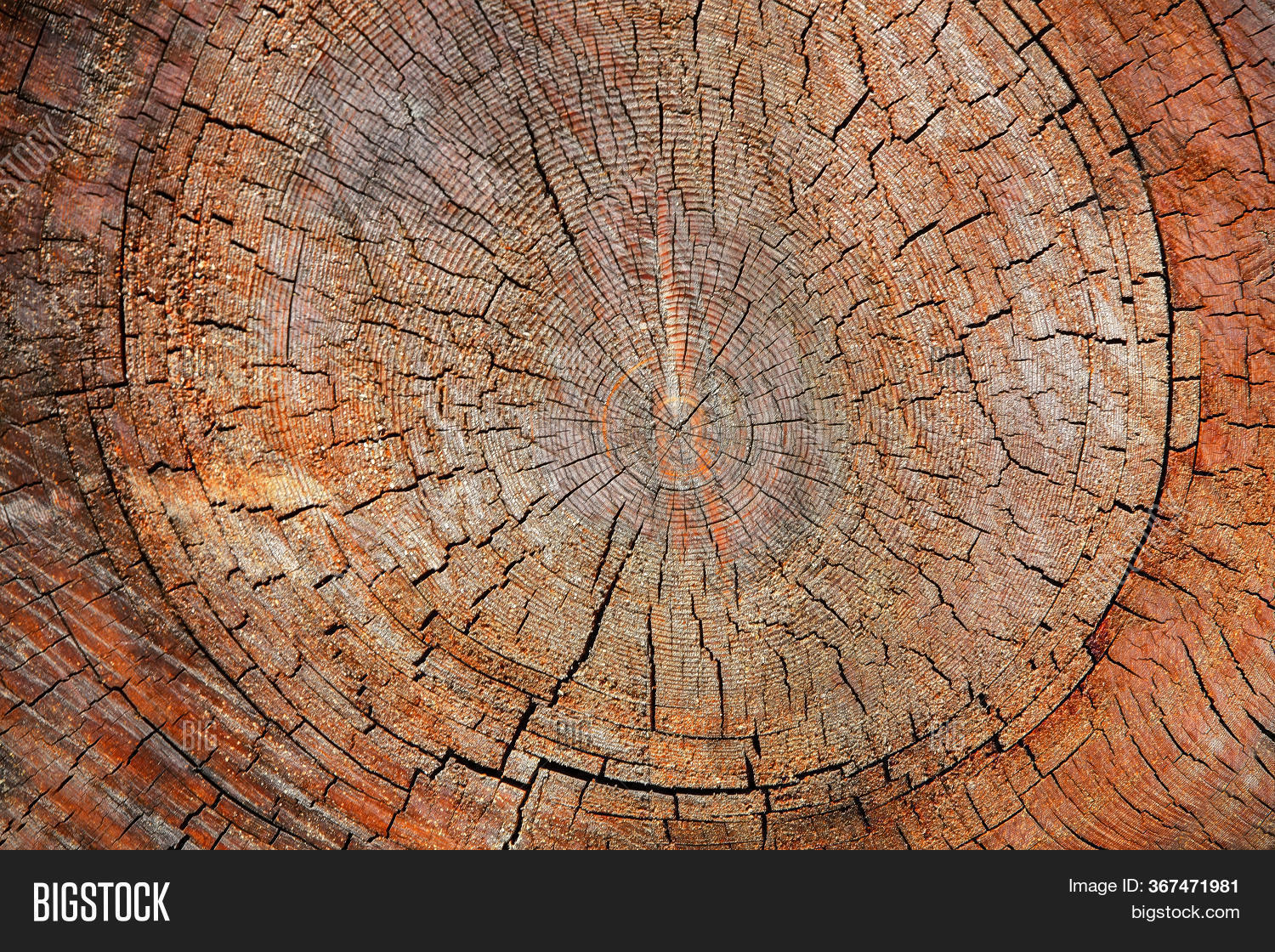 Wood Texture Cut Tree Image & Photo (Free Trial) | Bigstock