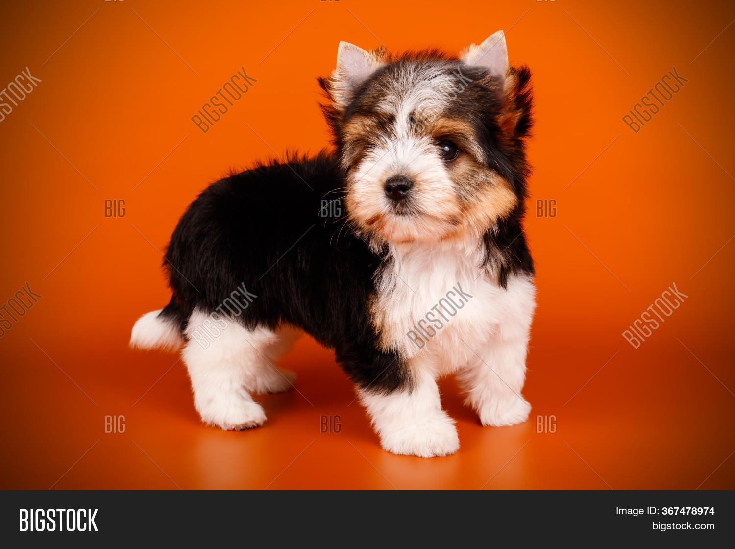 Biewer Yorkshire Image & Photo (Free Trial) | Bigstock