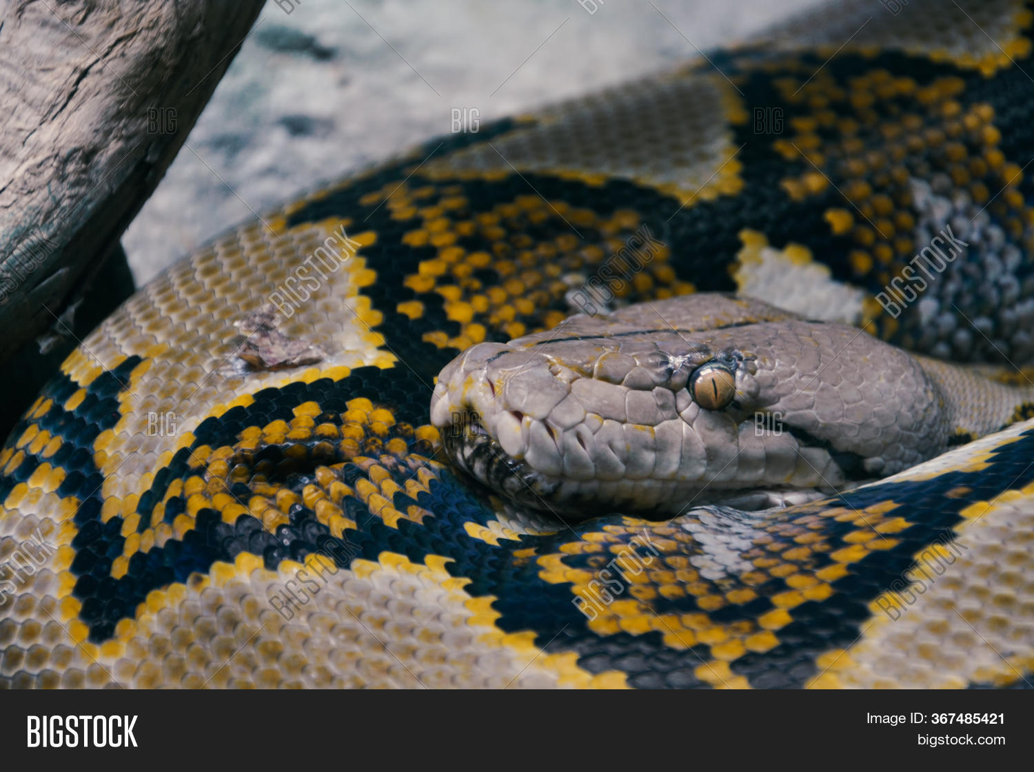 Royal Python Wide Image & Photo (Free Trial) | Bigstock