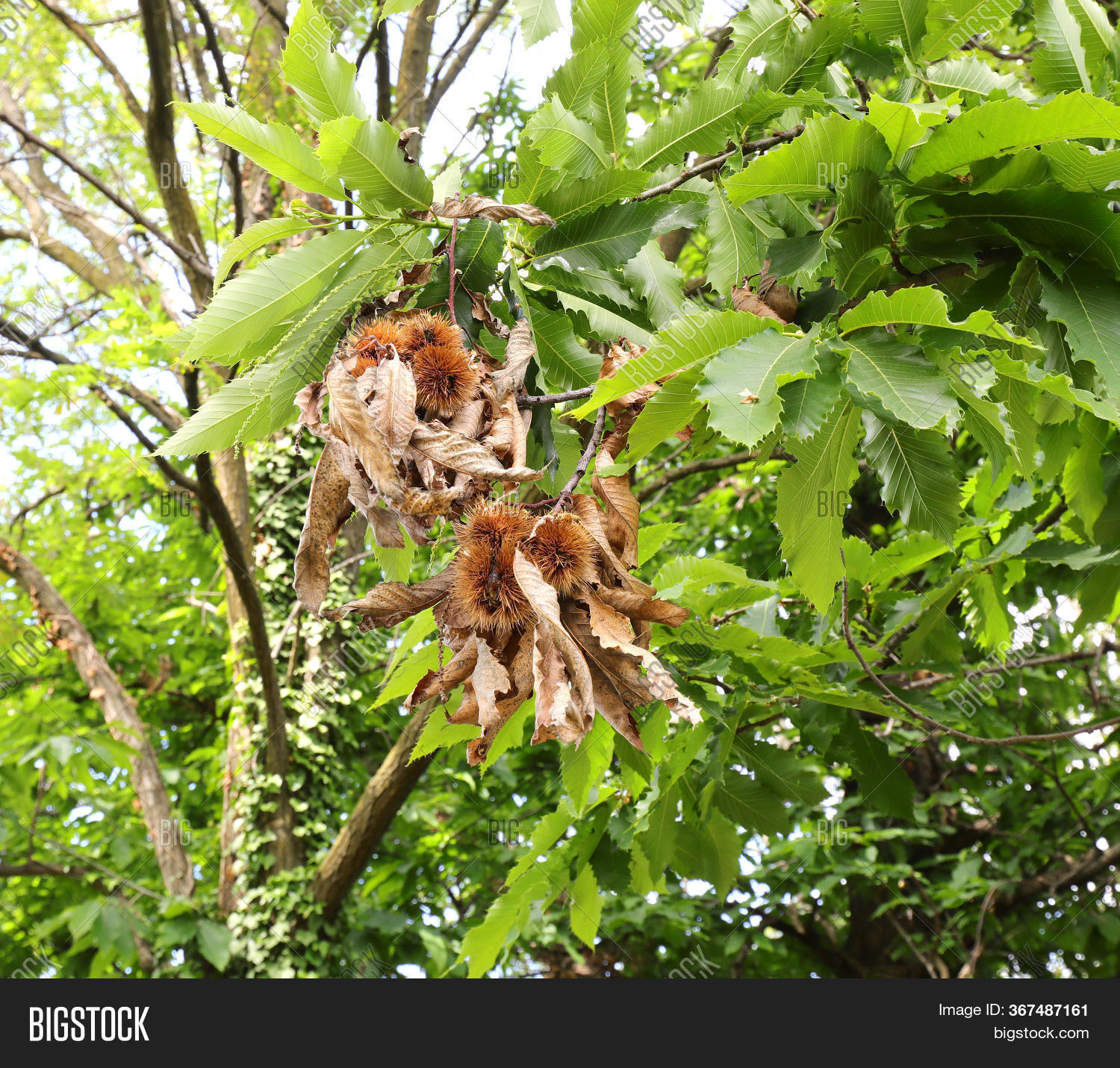 Chestnut-tree Fruits Image & Photo (Free Trial) | Bigstock