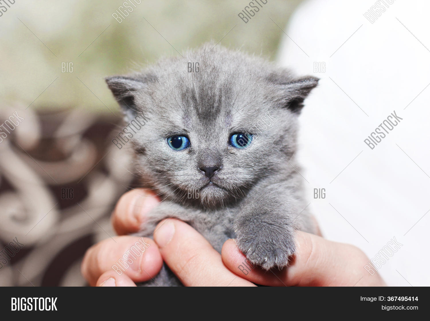 Little Kitten Hands. Image & Photo (Free Trial) | Bigstock