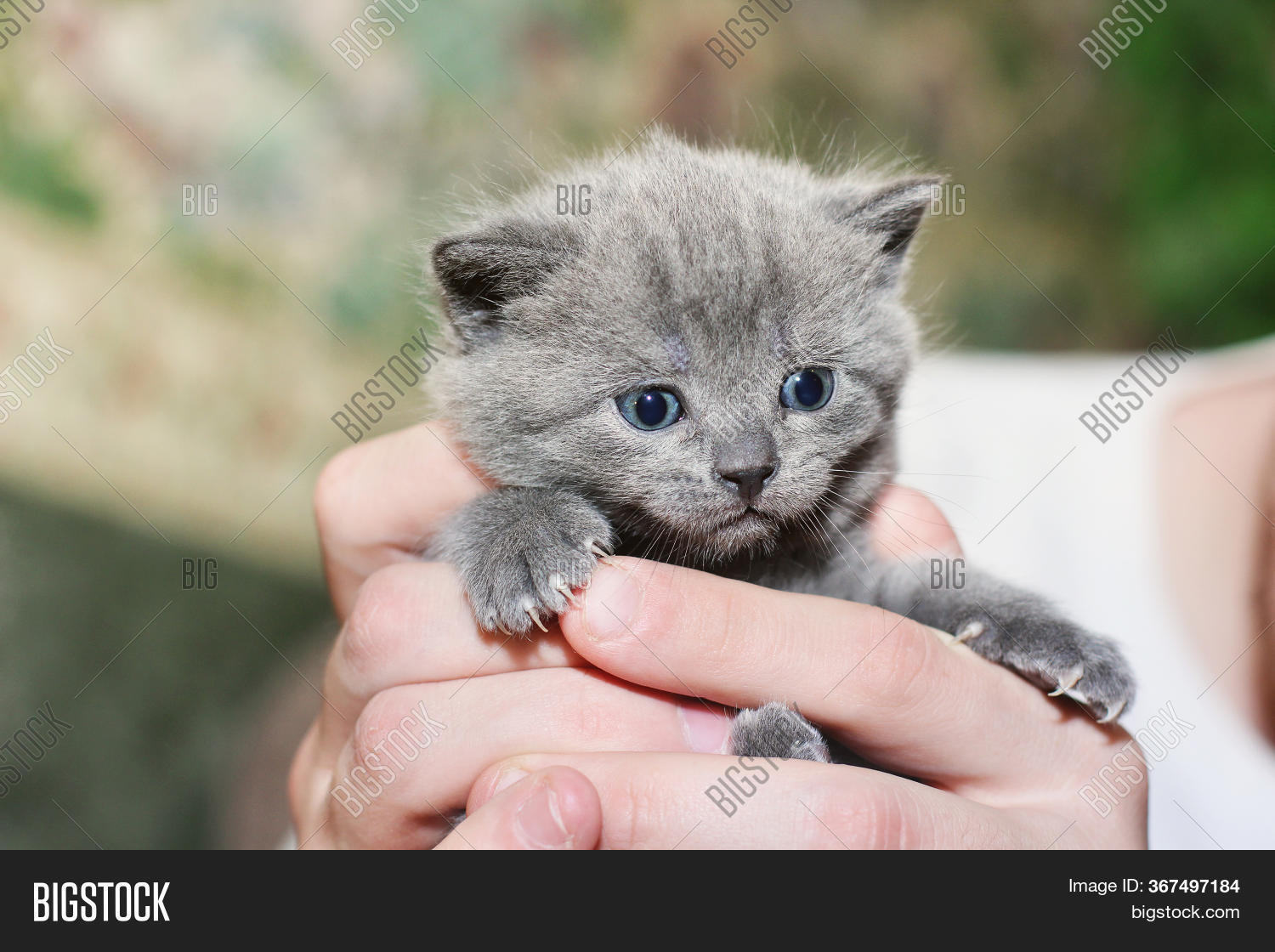 Felis Catus. Little Image & Photo (Free Trial) | Bigstock