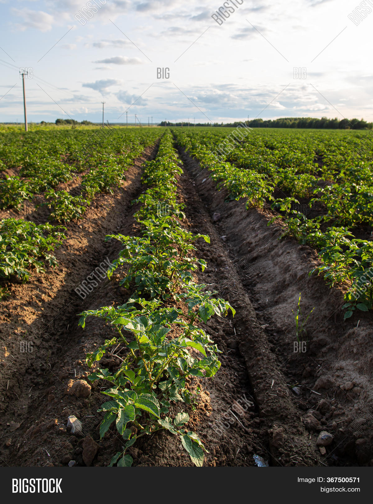 Potato Fields Rows Image & Photo (Free Trial) | Bigstock