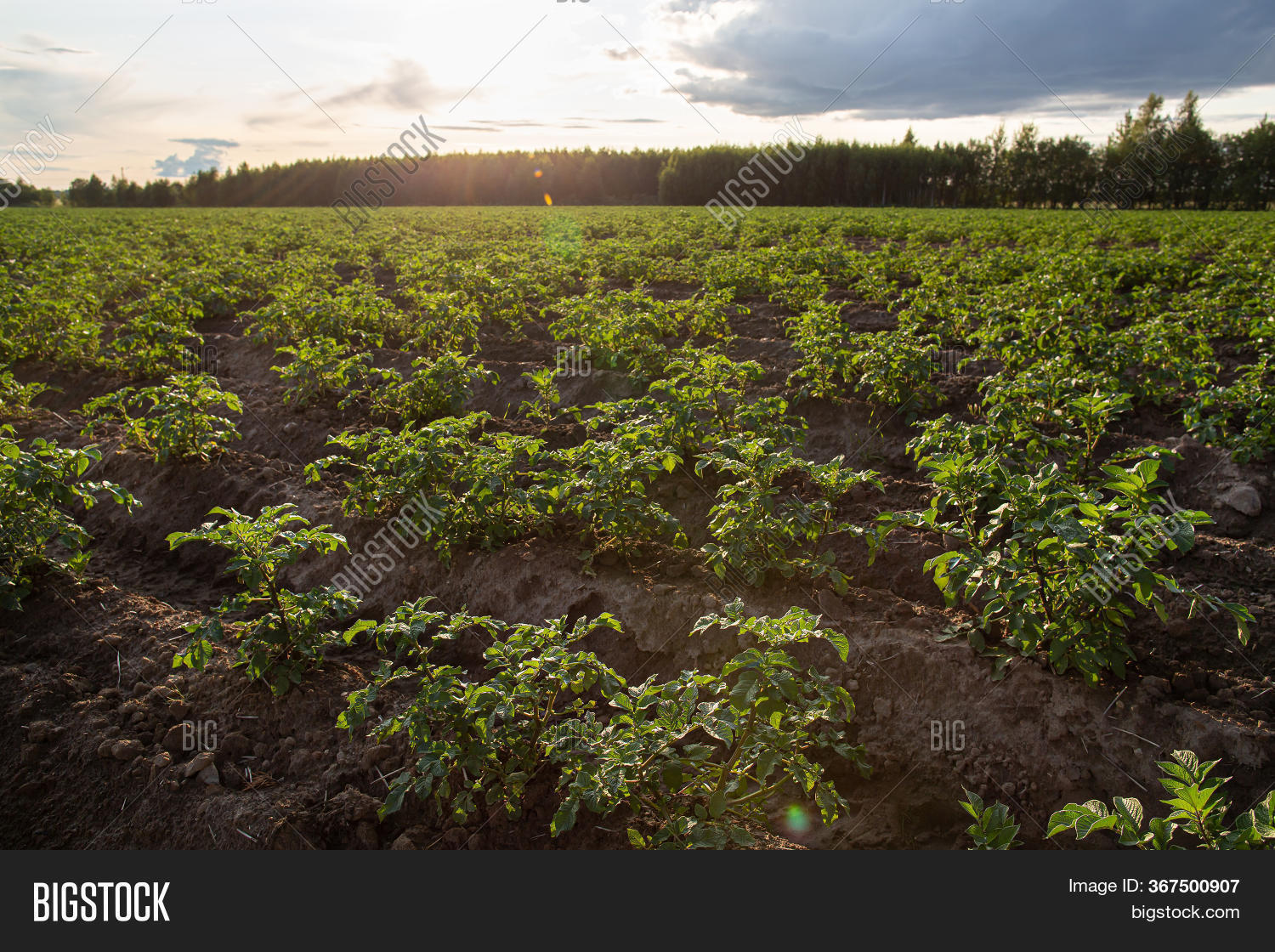 Potato Fields Against Image & Photo (Free Trial) | Bigstock
