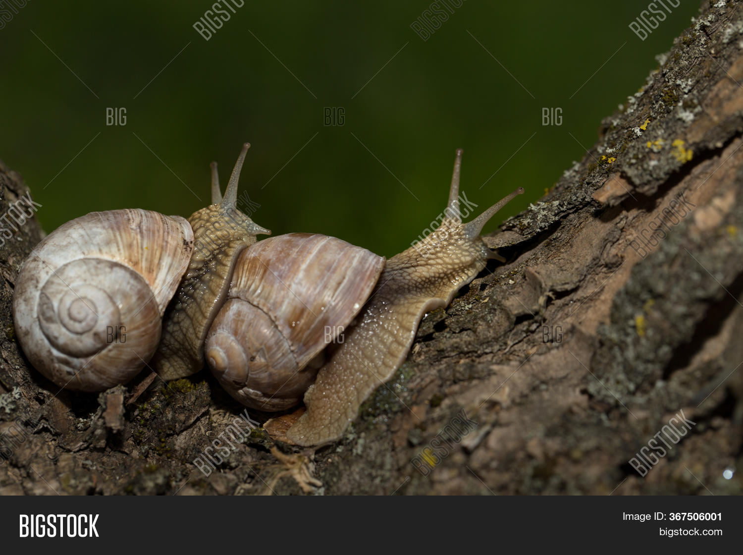 Grape Snail Early Image & Photo (Free Trial) | Bigstock