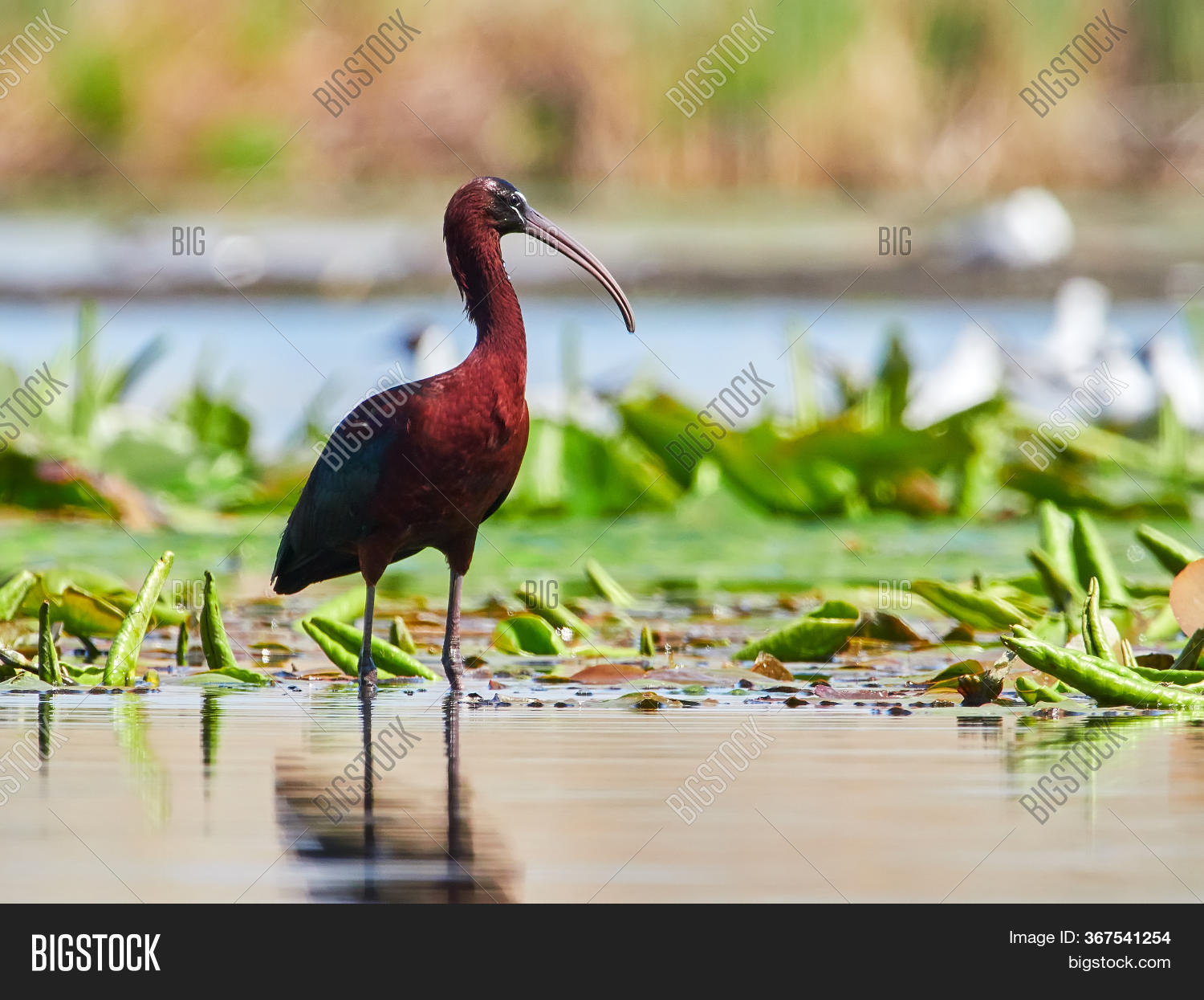 Glossy Ibis Natural Image & Photo (Free Trial) | Bigstock