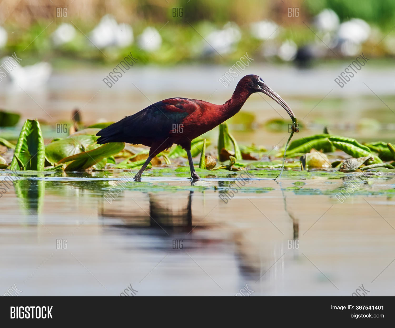 Glossy Ibis Natural Image & Photo (Free Trial) | Bigstock