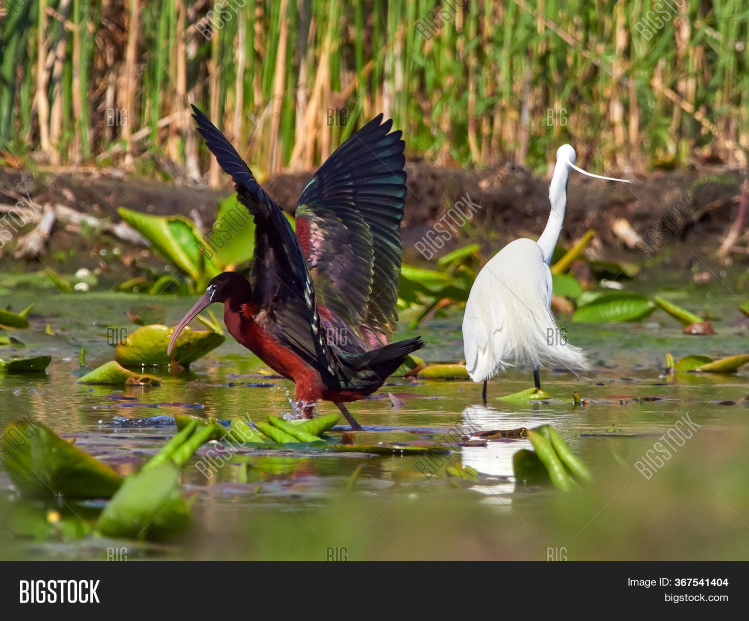 Glossy Ibis Natural Image & Photo (Free Trial) | Bigstock