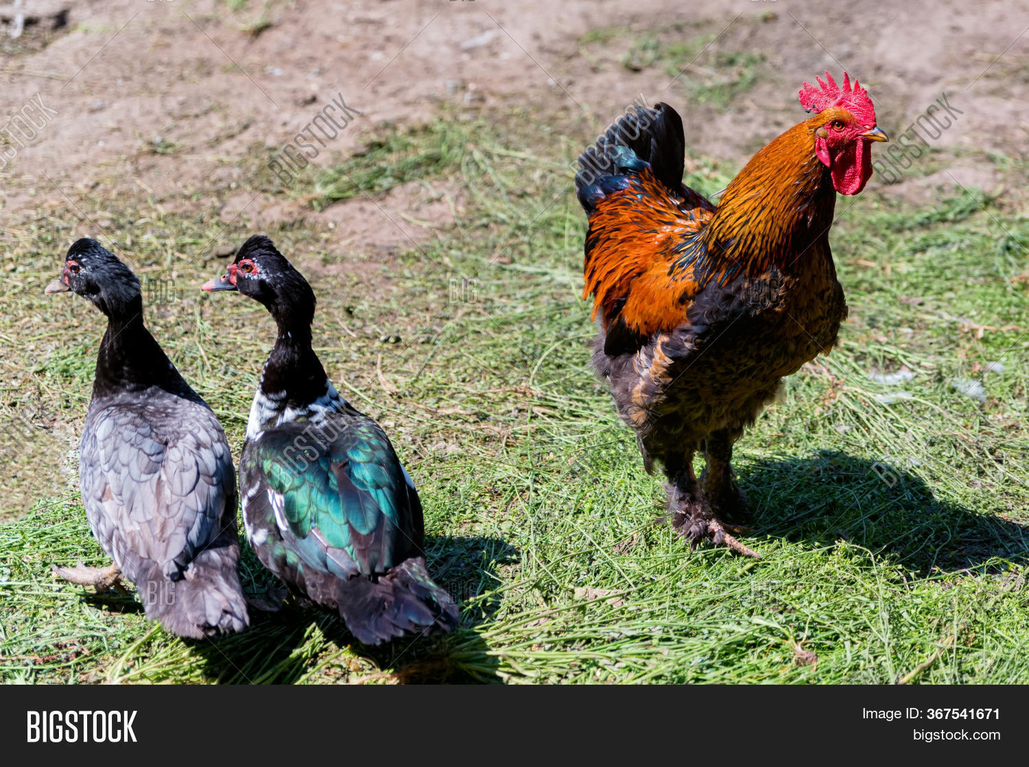 Cock Ducks Walking On Image & Photo (Free Trial) | Bigstock