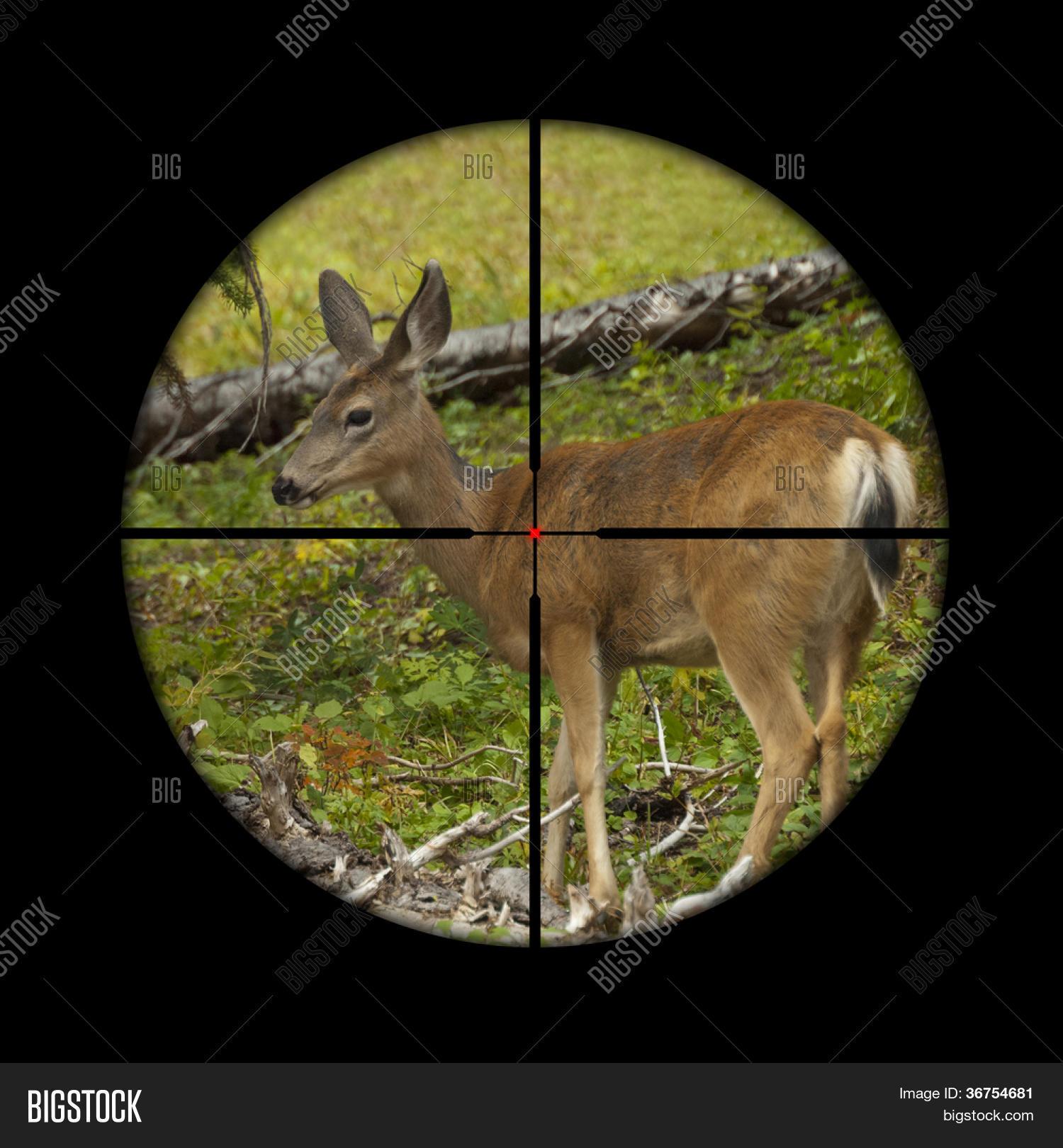 Young Roe Deer Calf Image & Photo (Free Trial) | Bigstock