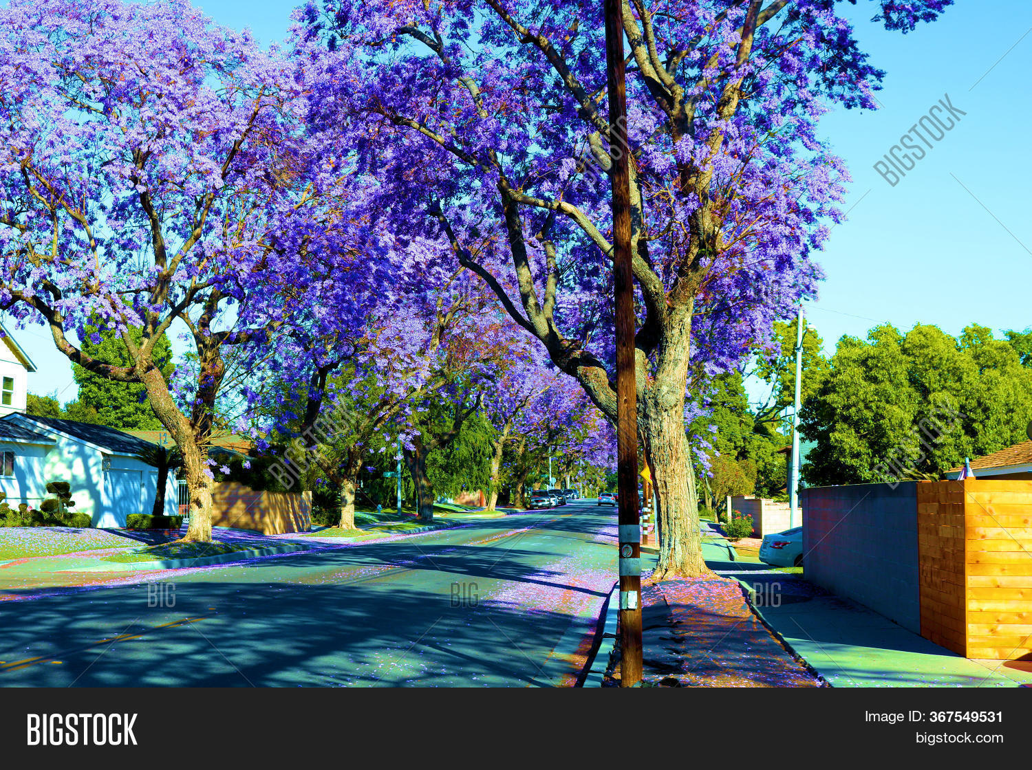 Jacaranda Trees Purple Image & Photo (Free Trial) | Bigstock