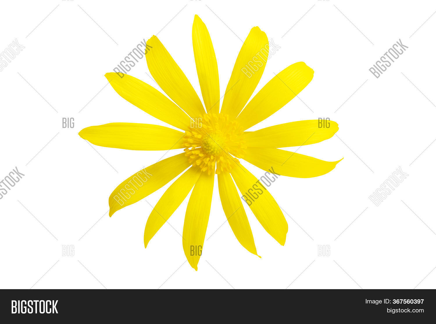 Yellow Spring Flower Image & Photo (Free Trial) | Bigstock