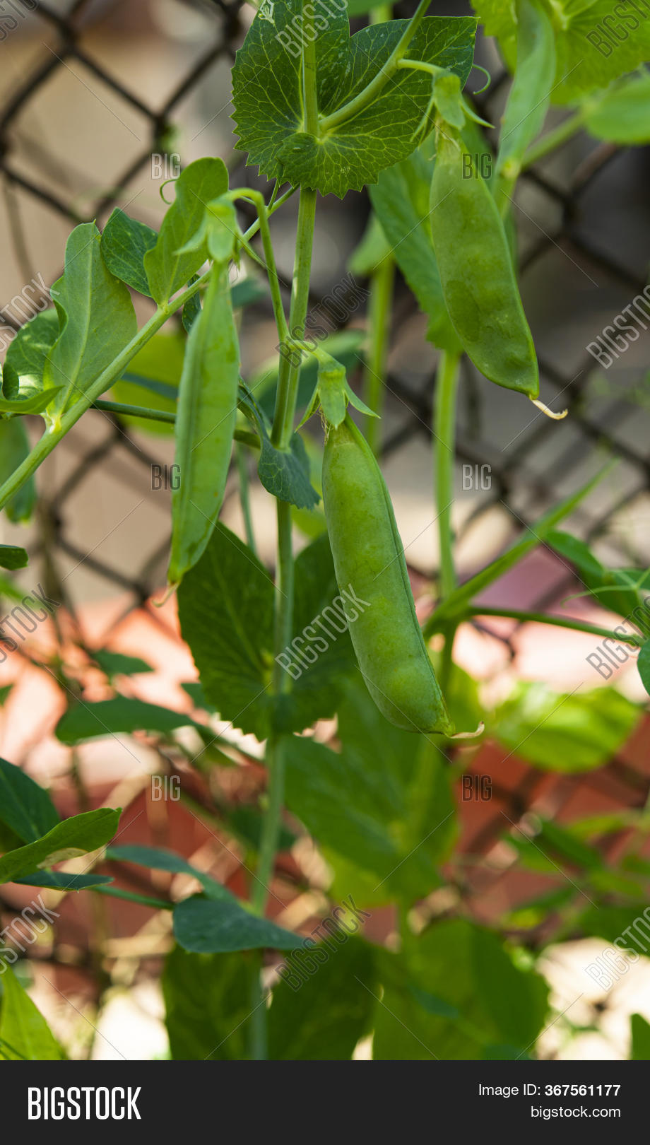 Green Peas Growing On Image & Photo (Free Trial) | Bigstock