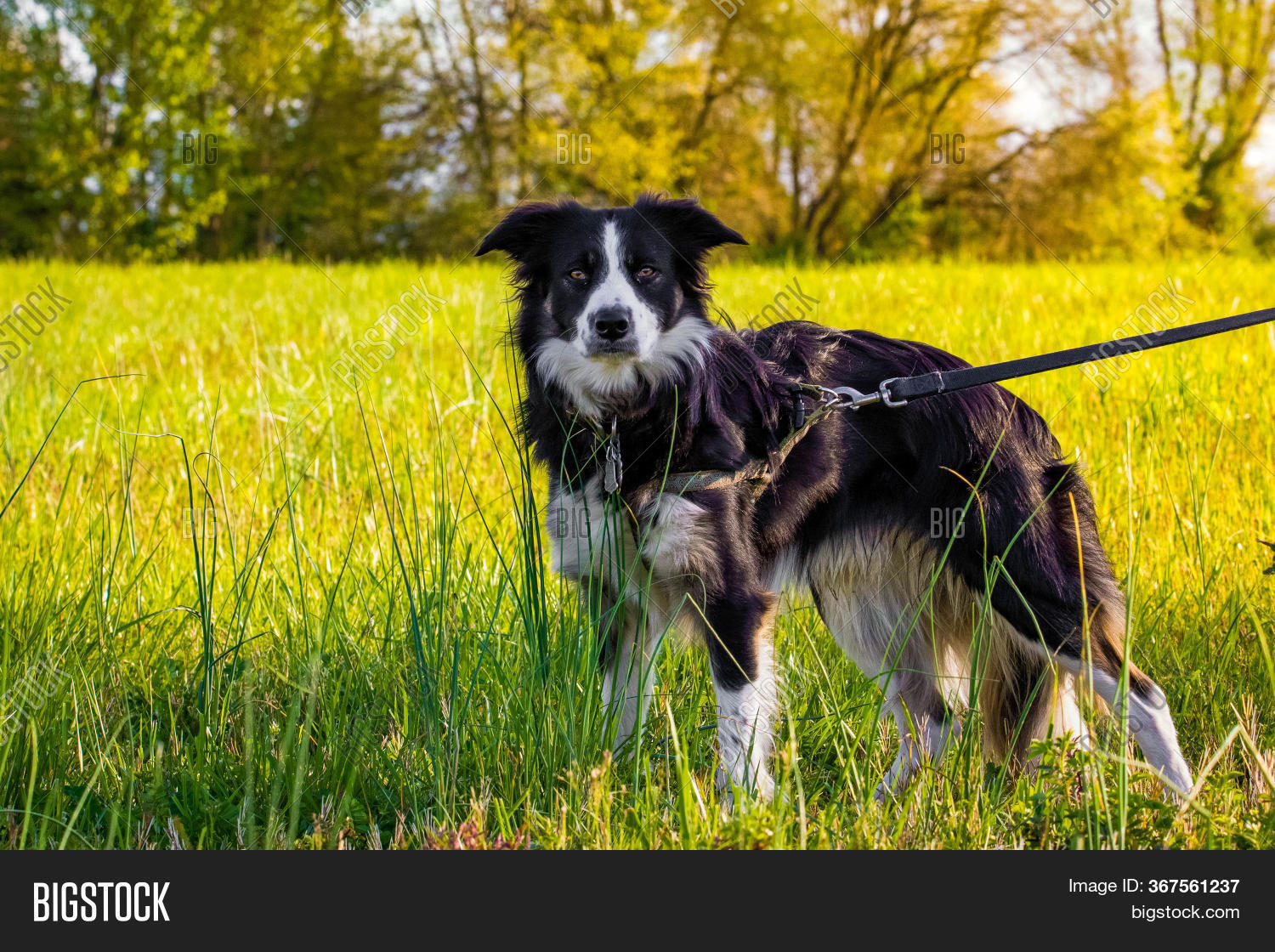 Beautiful Sheepdog Image & Photo (Free Trial) | Bigstock