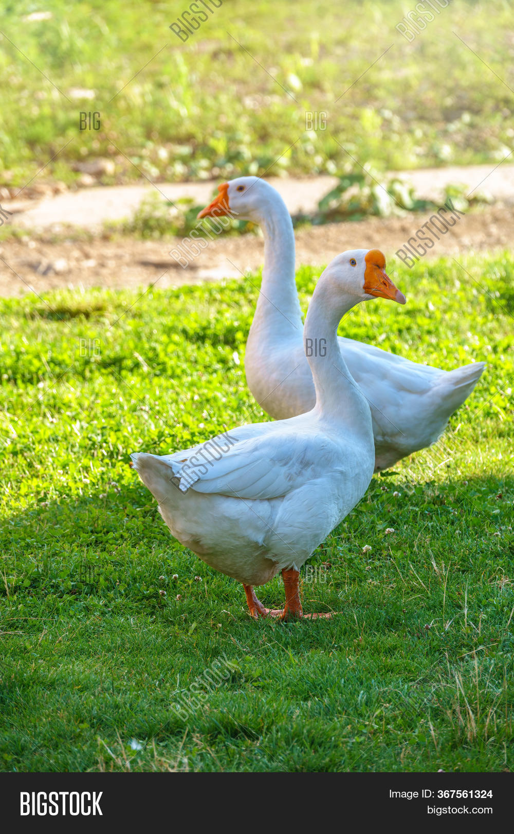 Two White Big Geese Image & Photo (Free Trial) | Bigstock