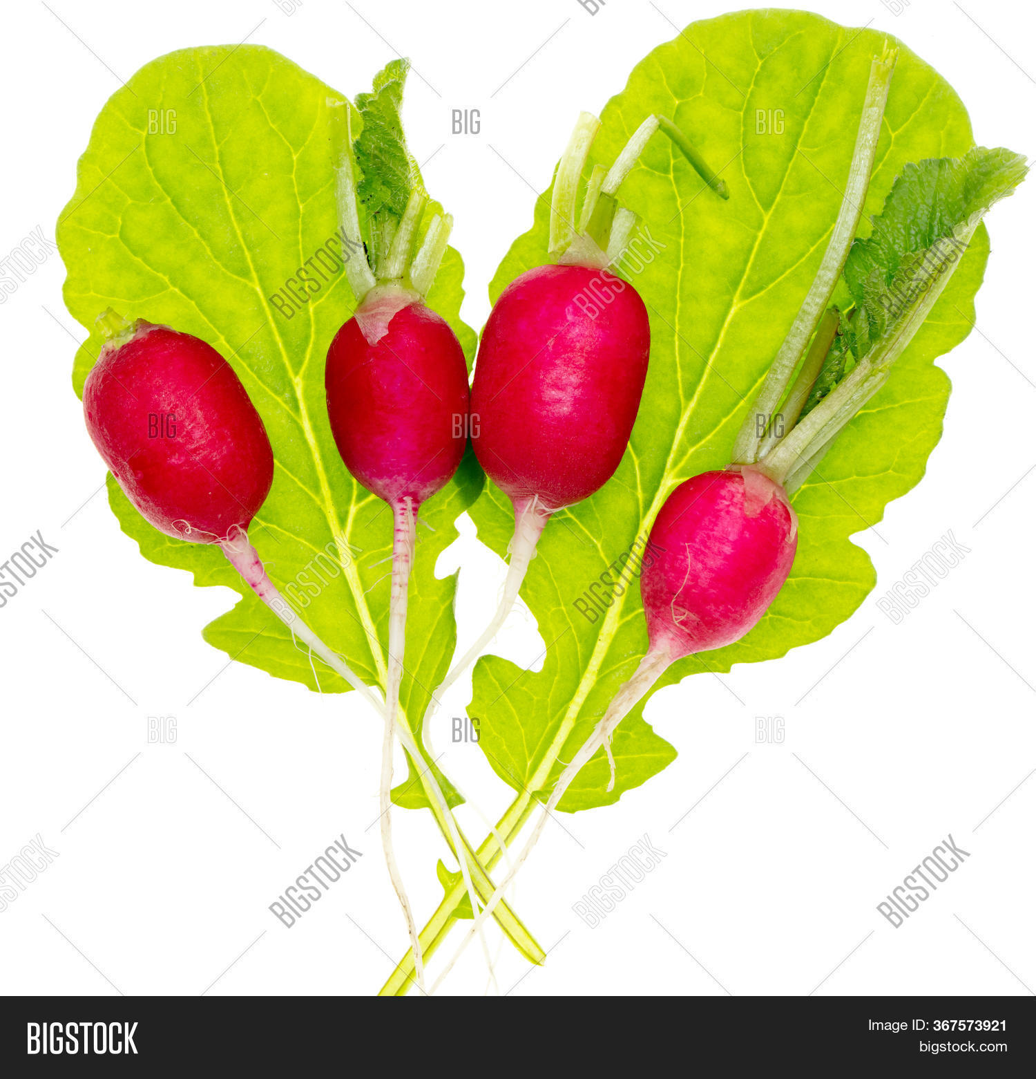 Ripe Red Radish Image & Photo (Free Trial) | Bigstock