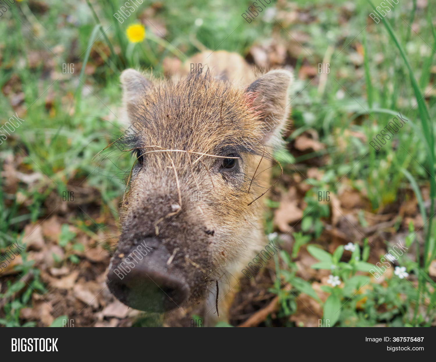 Little Wild Boar Grass Image & Photo (Free Trial) | Bigstock