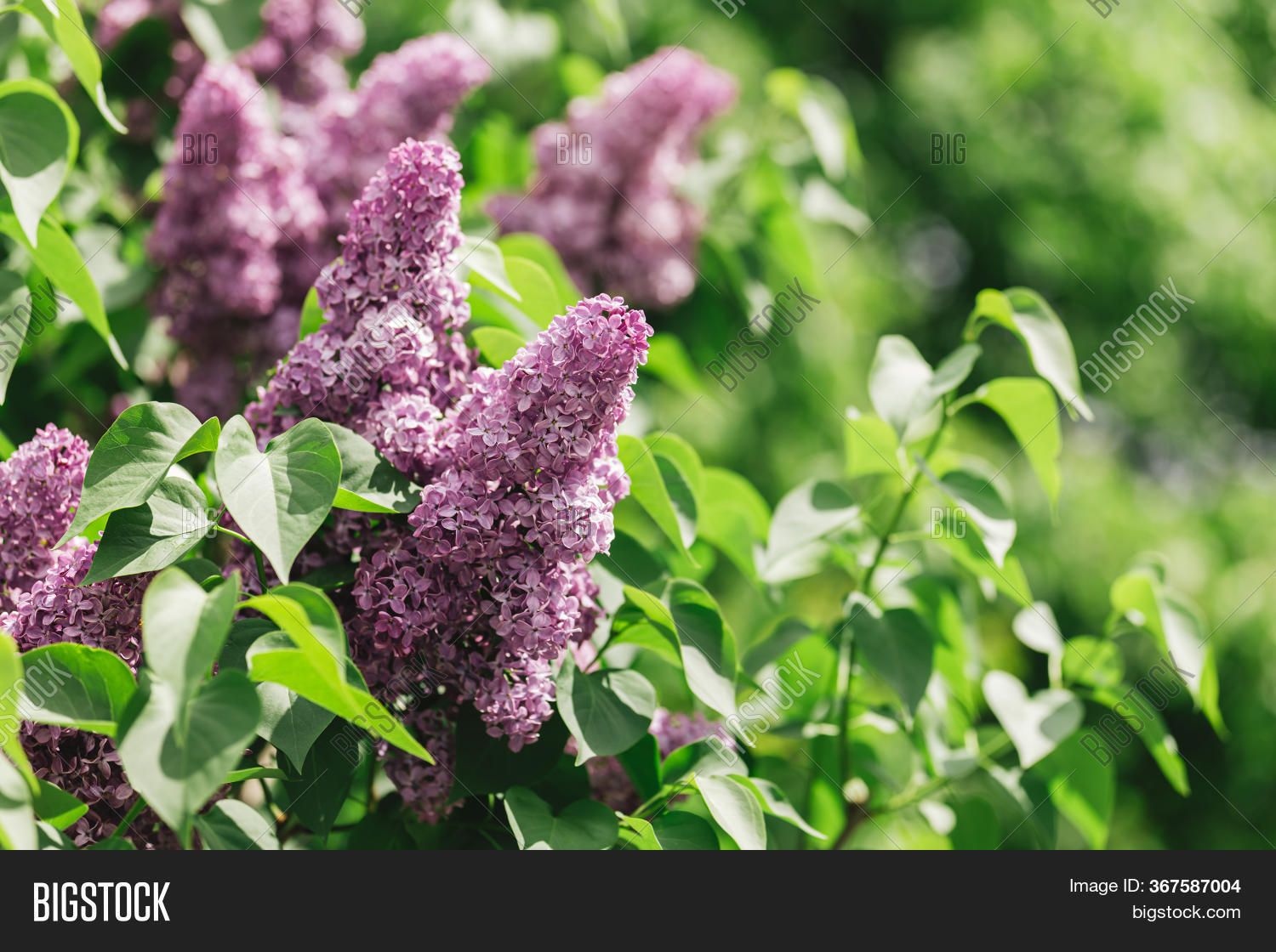 Beautiful Branches Image & Photo (Free Trial) | Bigstock