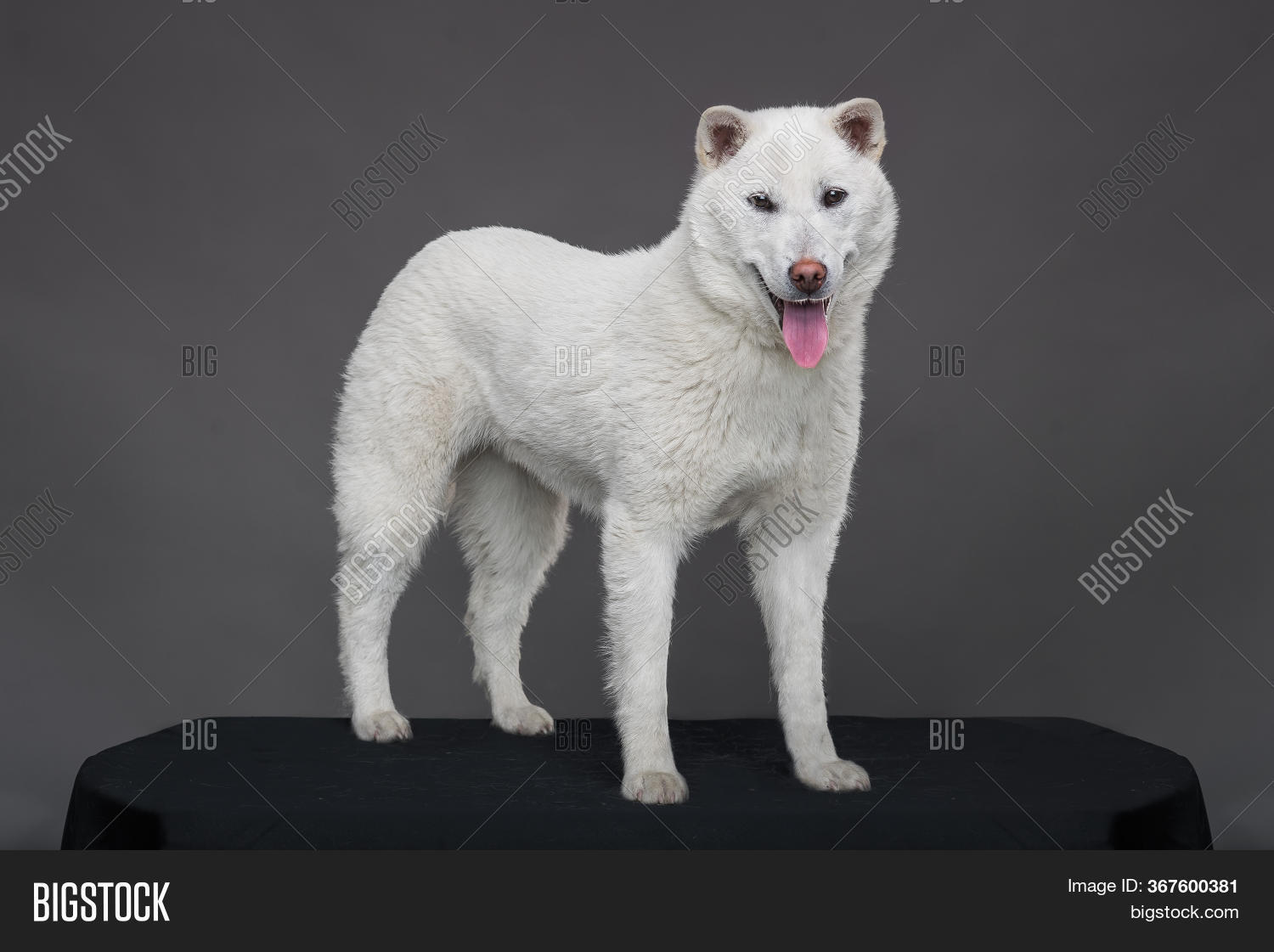 Kishu Inu White Image & Photo (Free Trial) | Bigstock