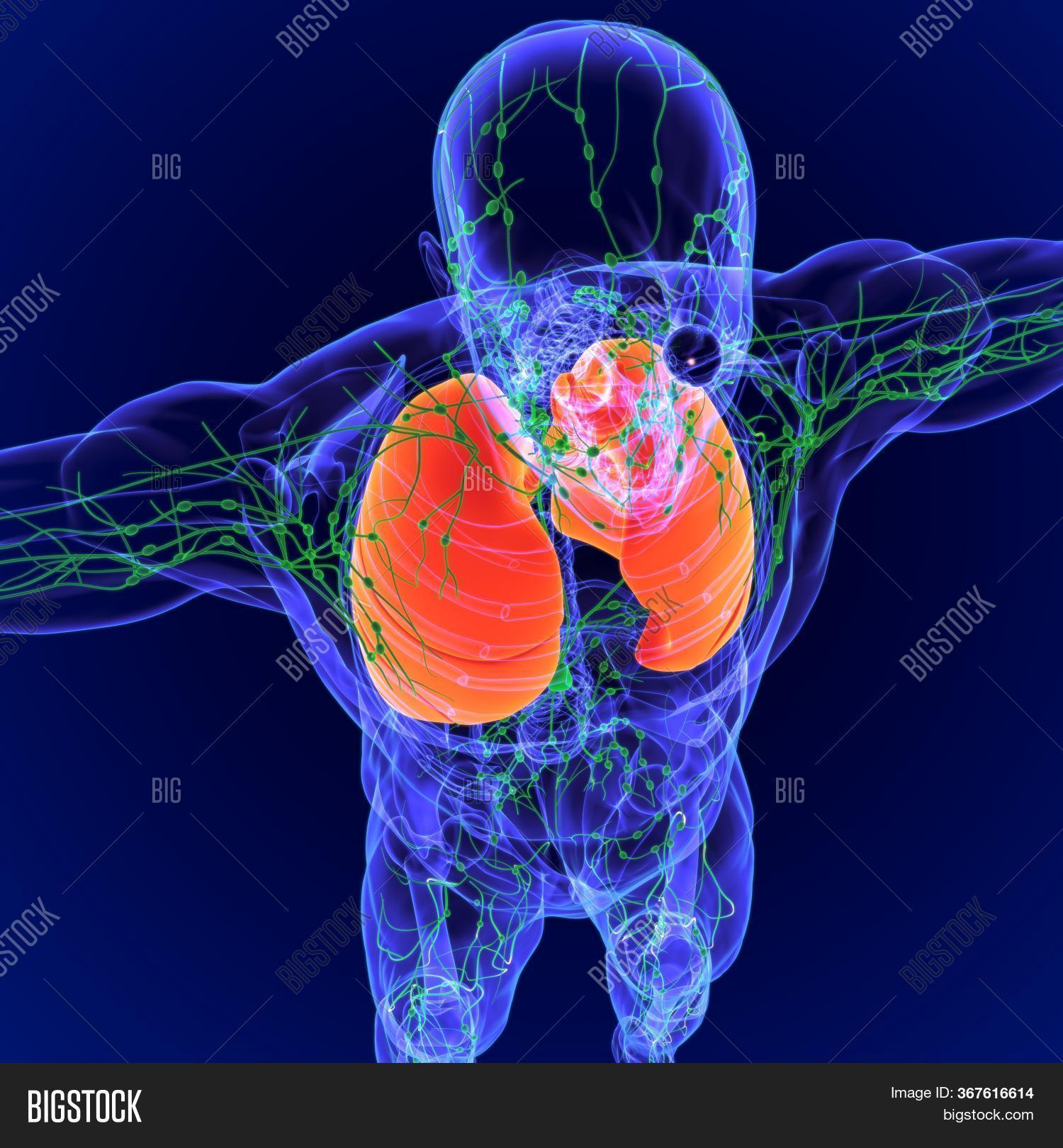 Lymph Nodes Widely Image & Photo (Free Trial) | Bigstock