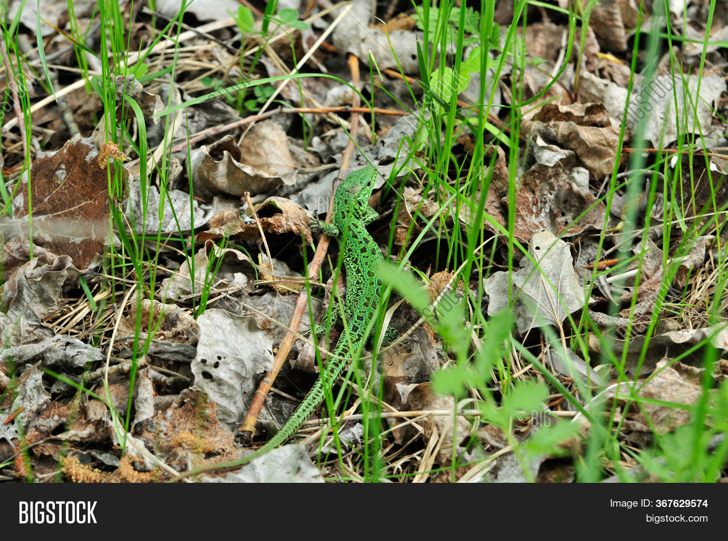Quick Lizard, Nimble Image & Photo (Free Trial) | Bigstock