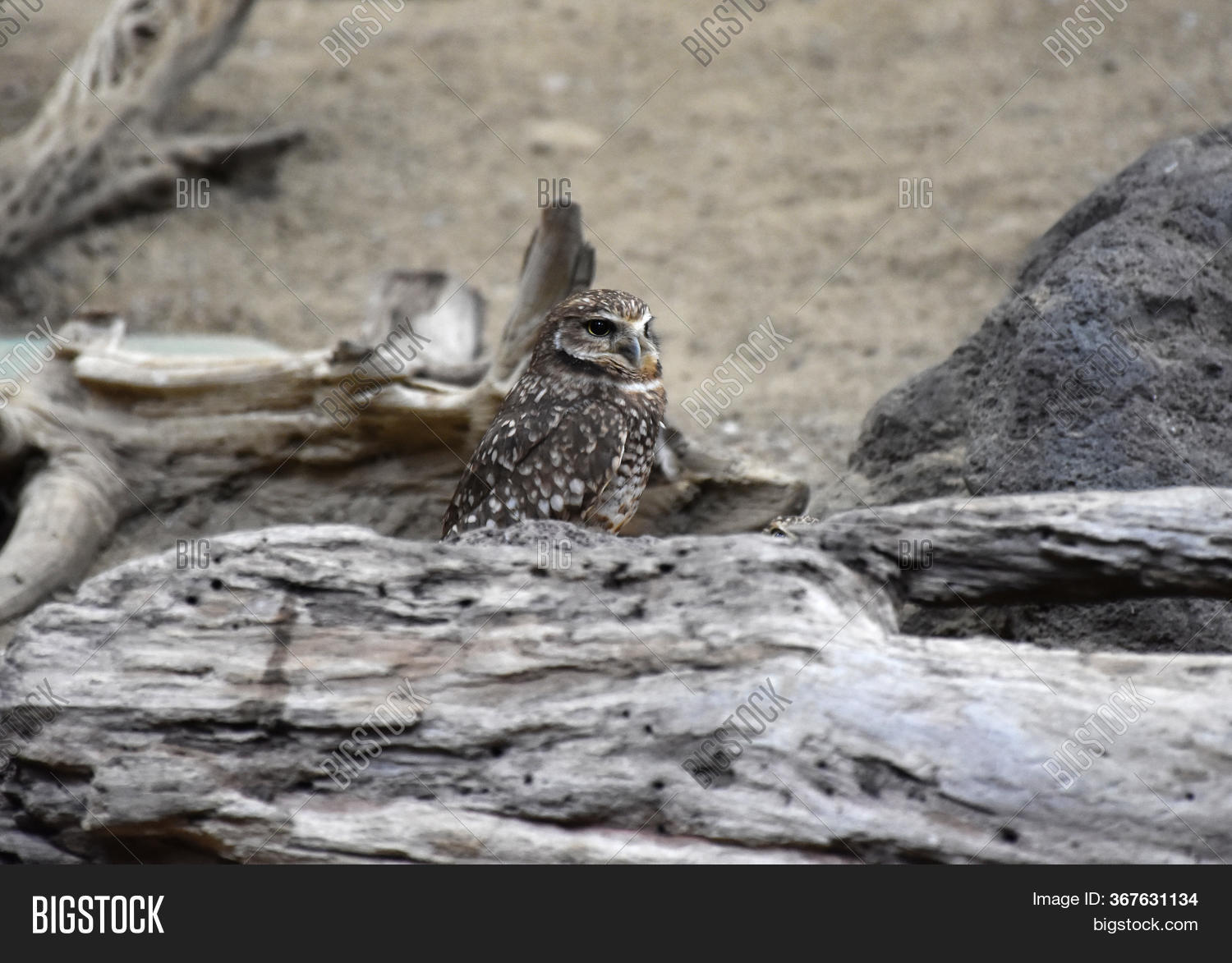 Burrowing Owl Behind Image & Photo (Free Trial) | Bigstock