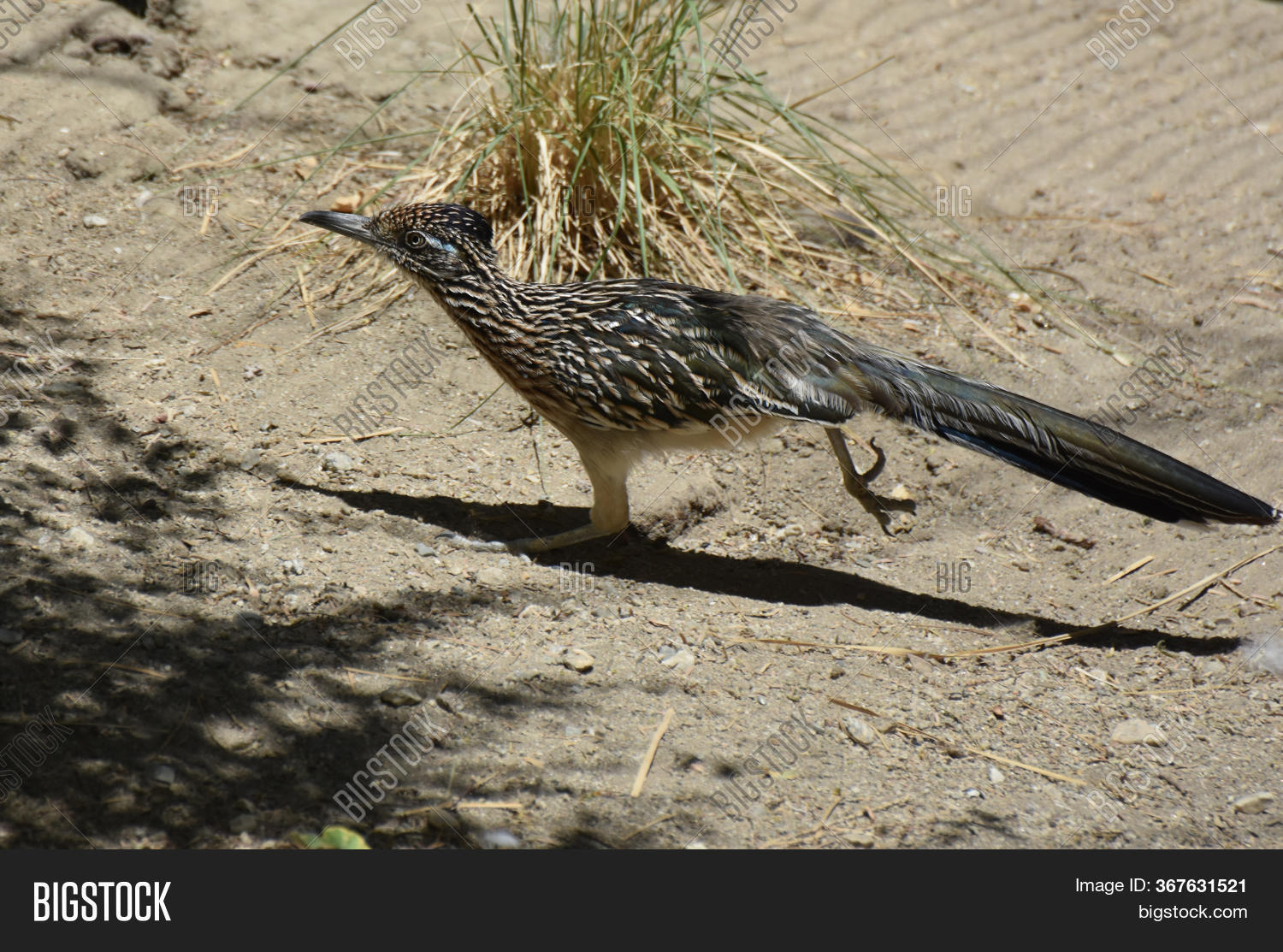 Roadrunner Long Tail Image & Photo (Free Trial) | Bigstock