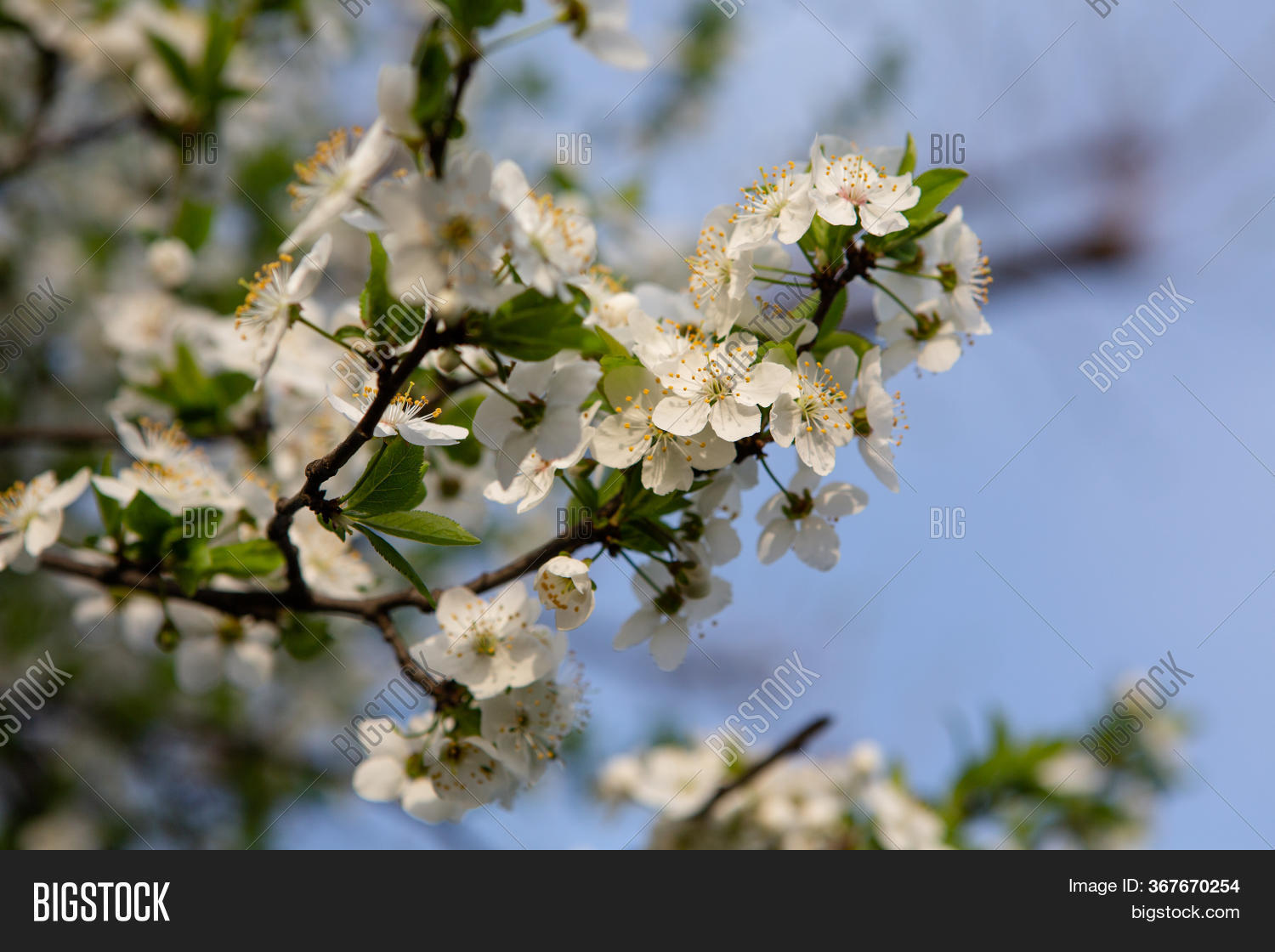 Flowering Fruit Tree. Image & Photo (Free Trial) | Bigstock