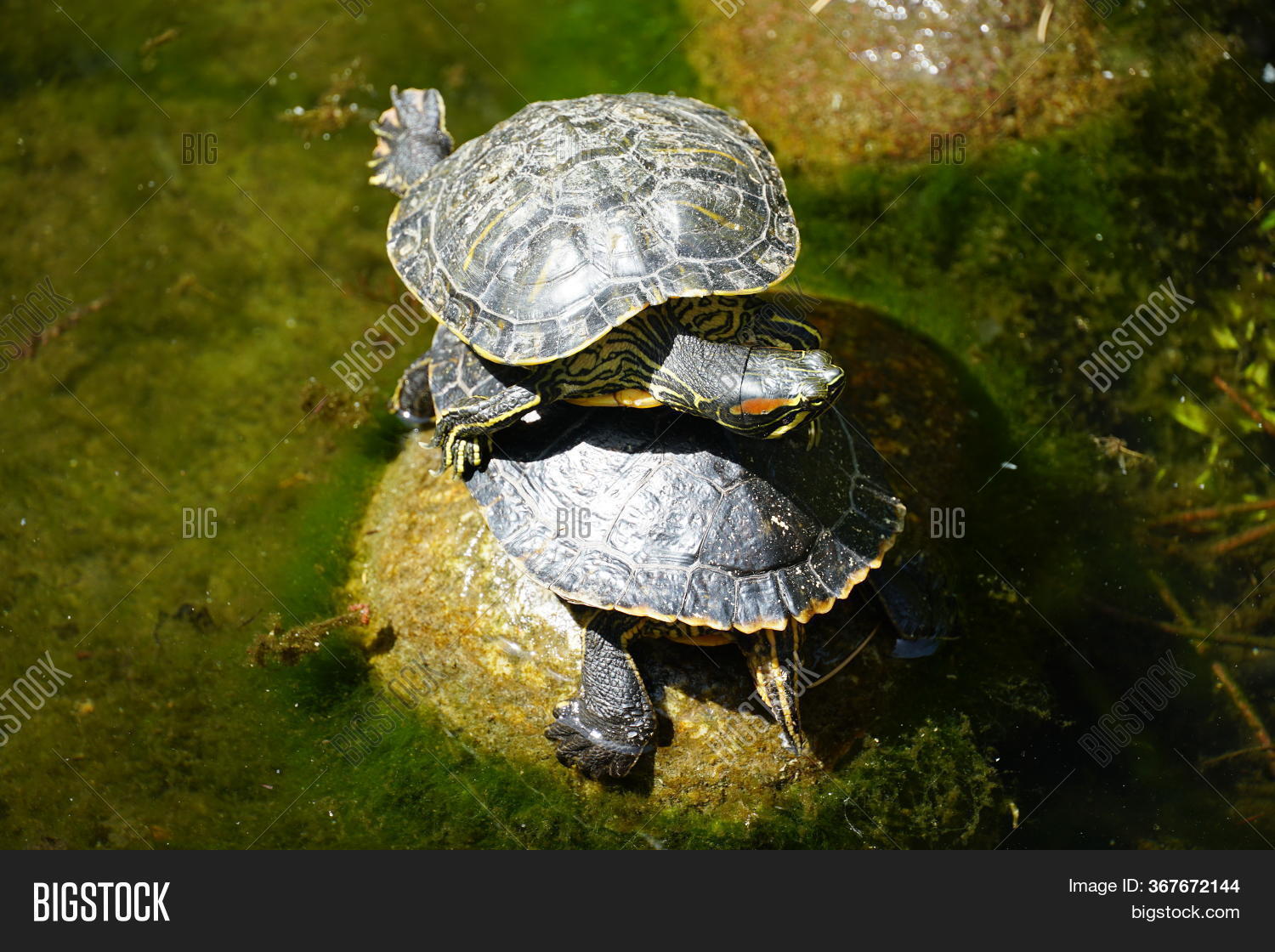 Two Cute Wild Turtles Image & Photo (Free Trial) | Bigstock