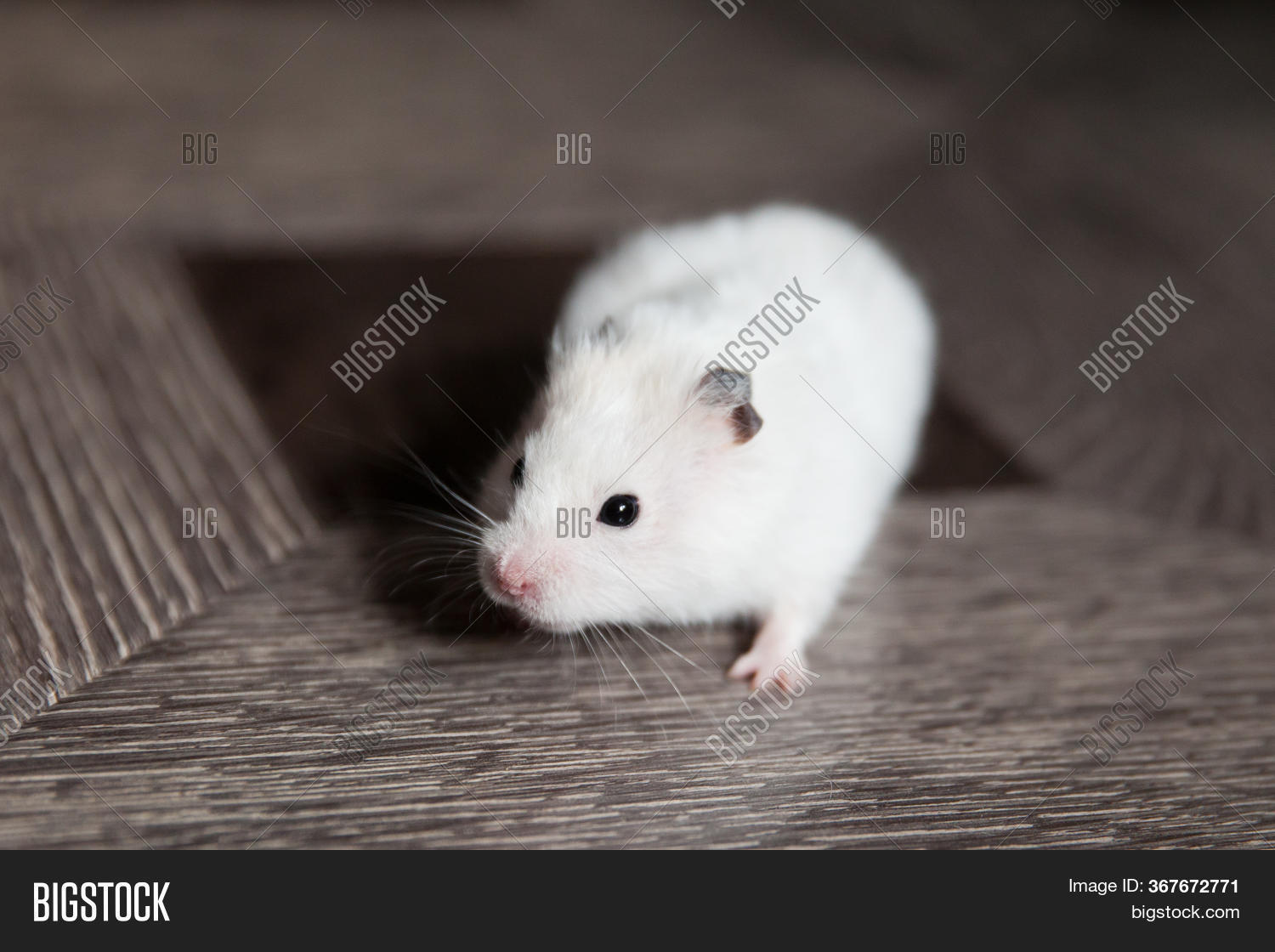 White Hamster. Image & Photo (Free Trial) | Bigstock