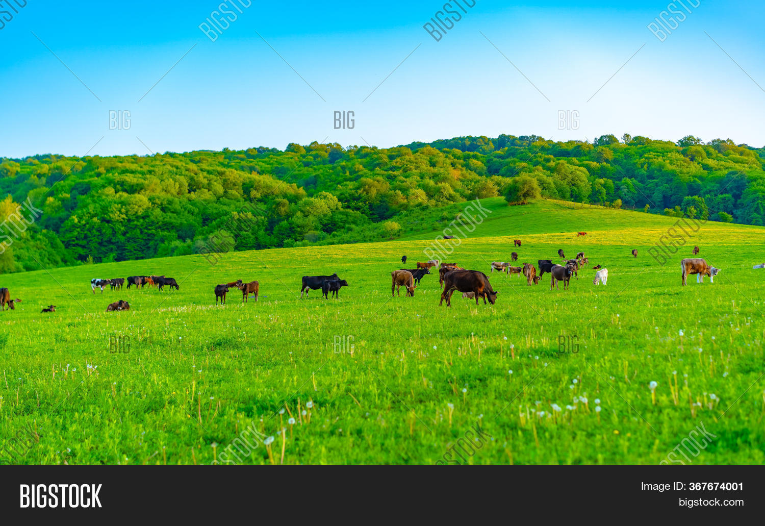 Cows Graze Meadow.cows Image & Photo (Free Trial) | Bigstock
