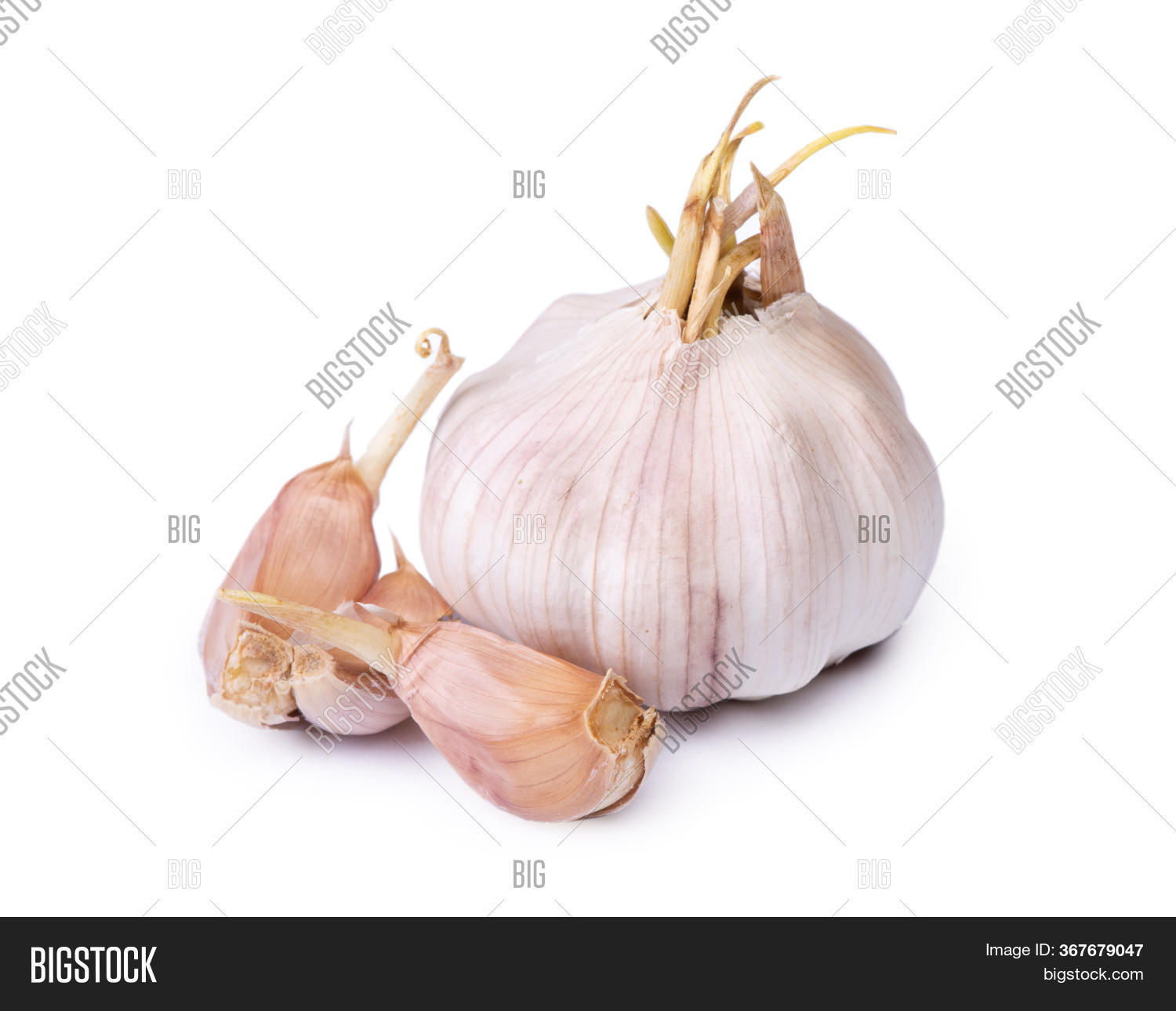 Sprouted Garlic Bulb Image & Photo (Free Trial) | Bigstock