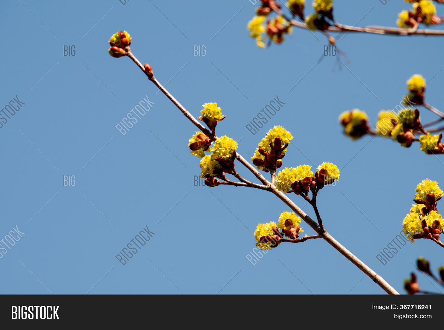 Flowering Twig Norway Image & Photo (Free Trial) | Bigstock