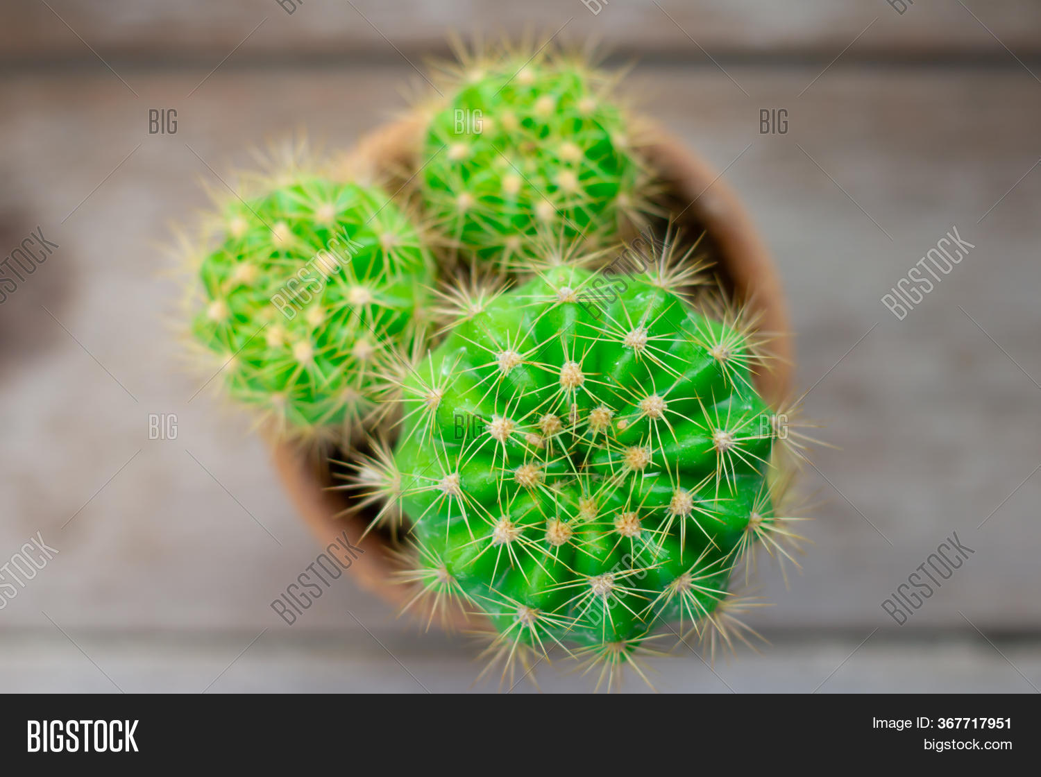 Top View Three Cactus Image & Photo (Free Trial) | Bigstock