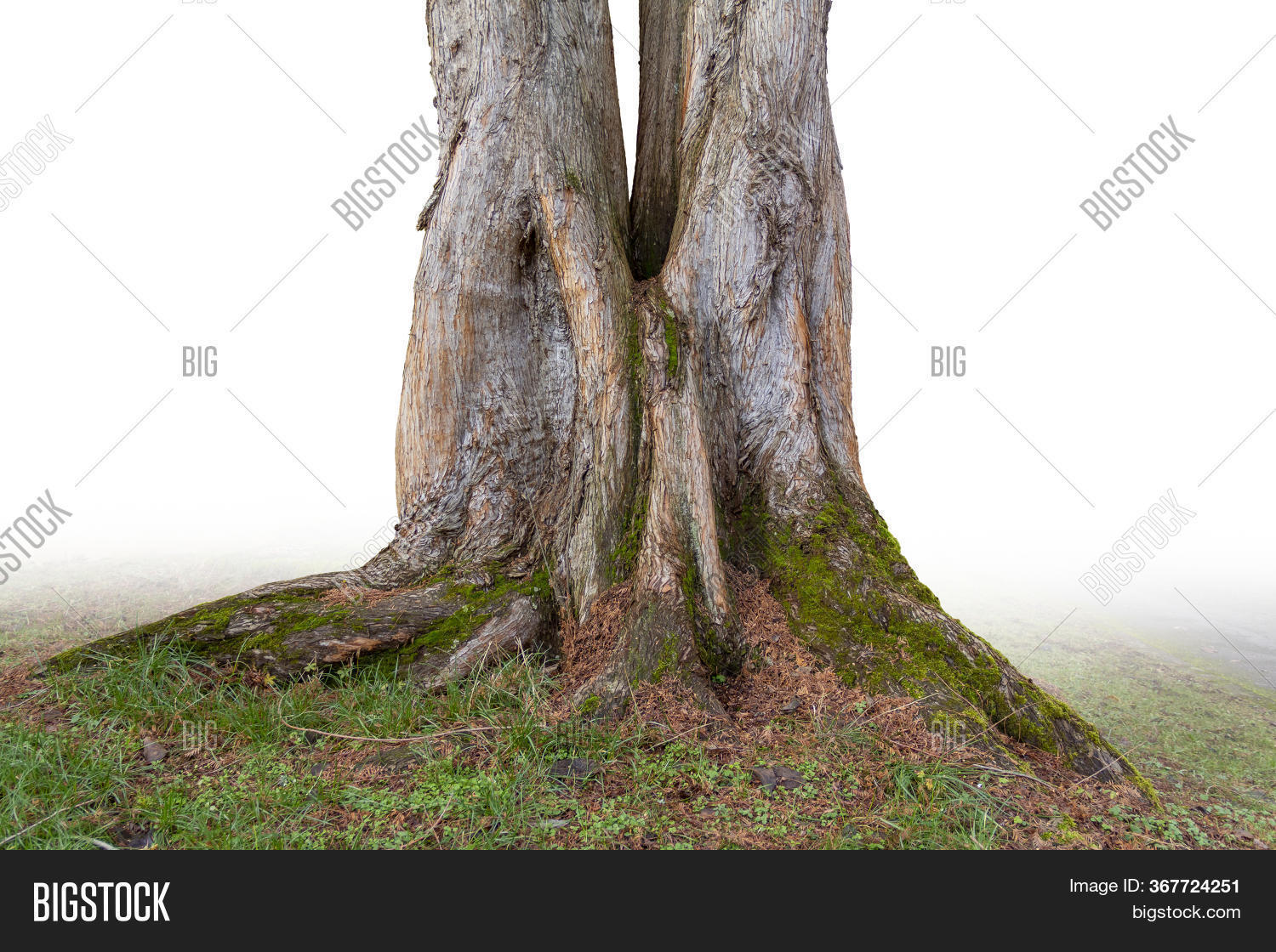 Divided Tree Closeup Image & Photo (Free Trial) | Bigstock