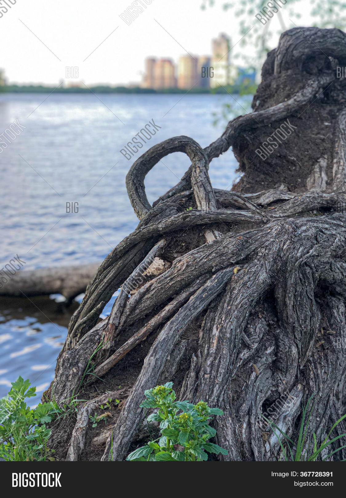 Tangled Roots Trees On Image & Photo (Free Trial) | Bigstock