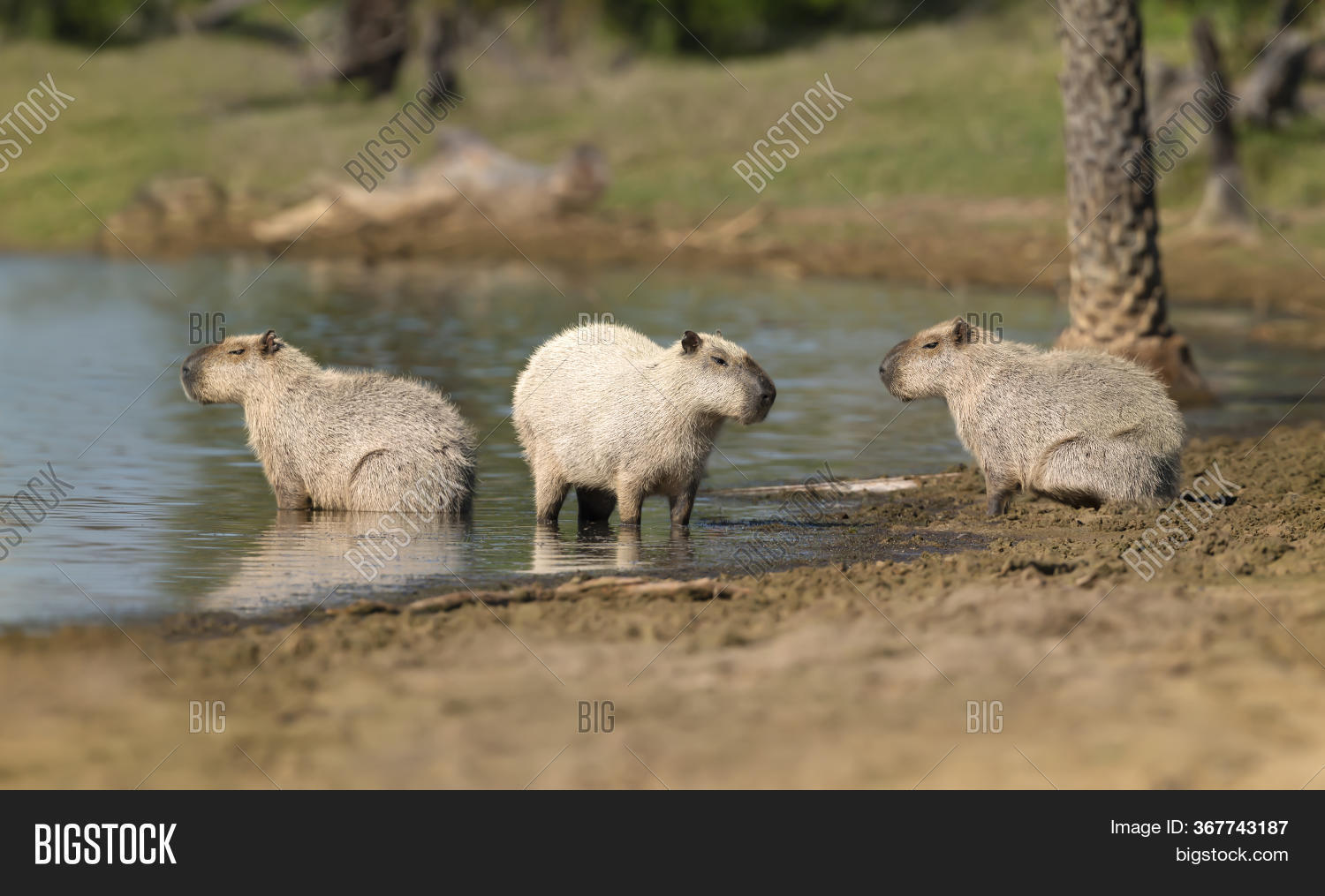 Group Capybaras On Image & Photo (Free Trial) | Bigstock