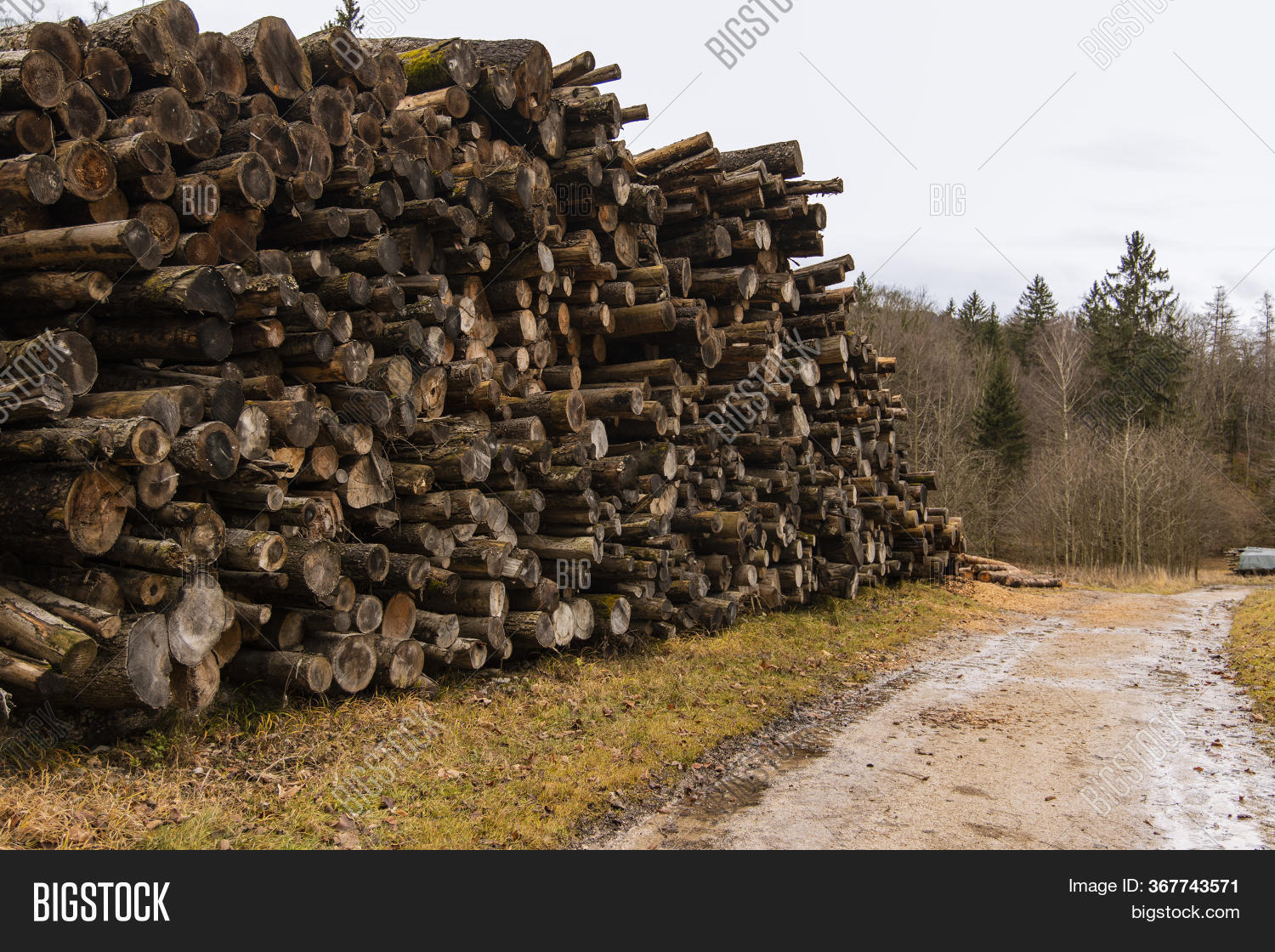 Deforestation Process Image & Photo (Free Trial) | Bigstock