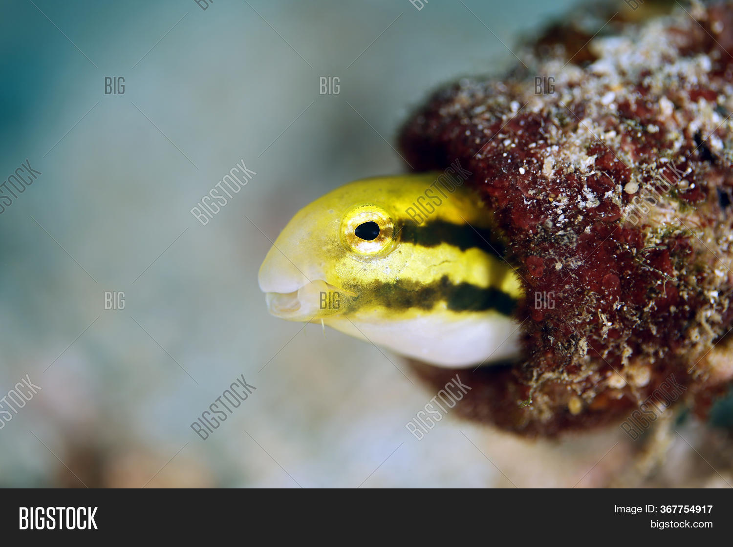Striped Poison-fang Image & Photo (Free Trial) | Bigstock