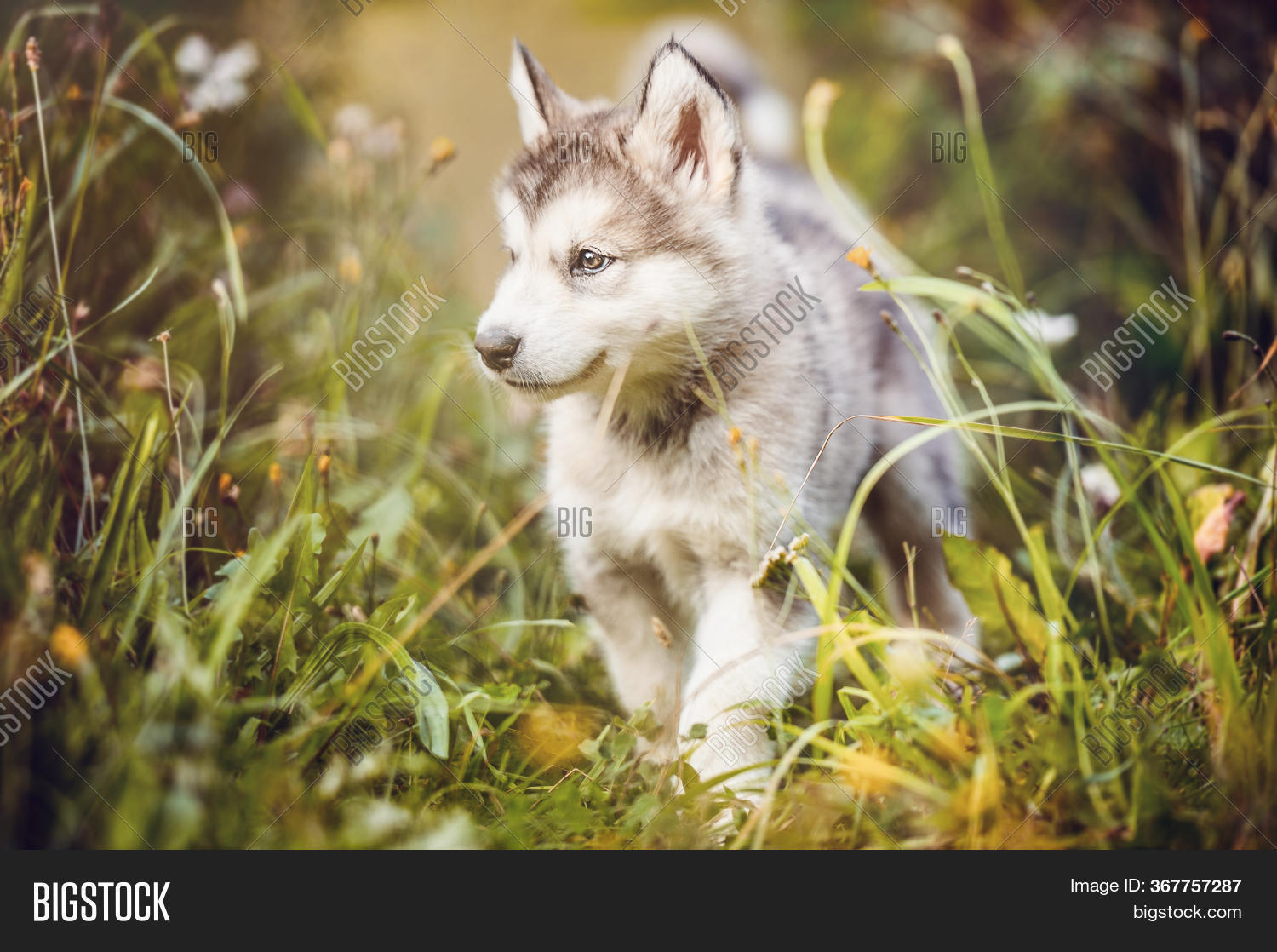 Cute Puppy Alaskan Image & Photo (Free Trial) | Bigstock