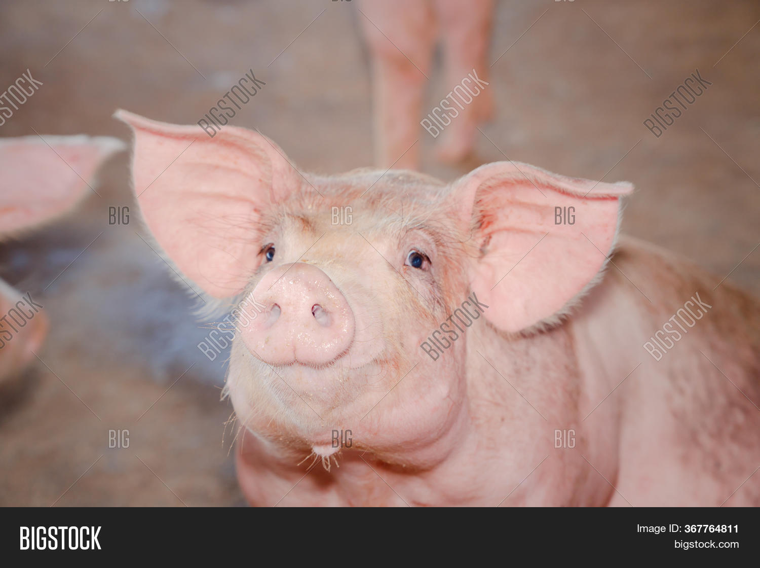 Group Pig That Looks Image & Photo (Free Trial) | Bigstock