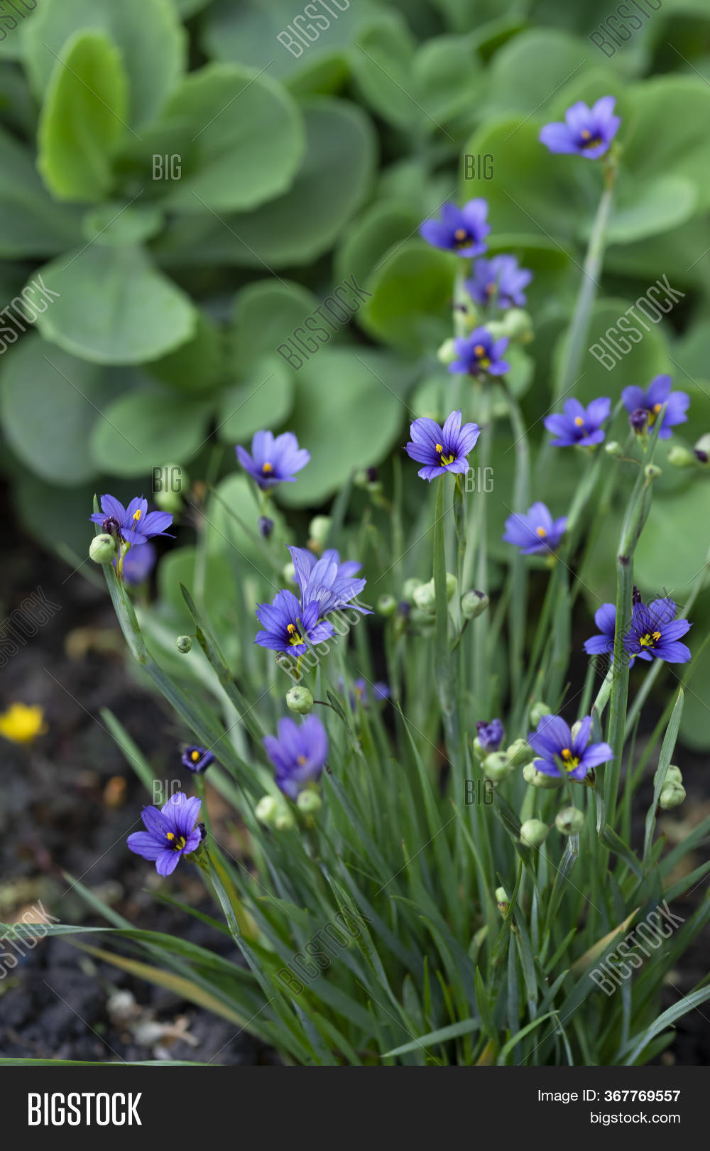 Colorful Purple Small Image & Photo (Free Trial) | Bigstock
