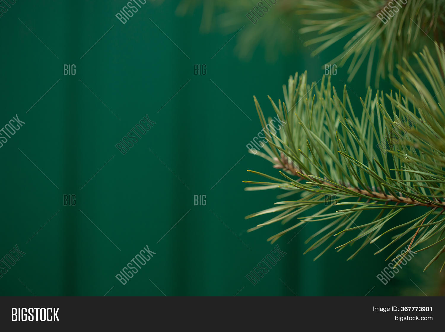 Green Spruce Close Image & Photo (Free Trial) | Bigstock