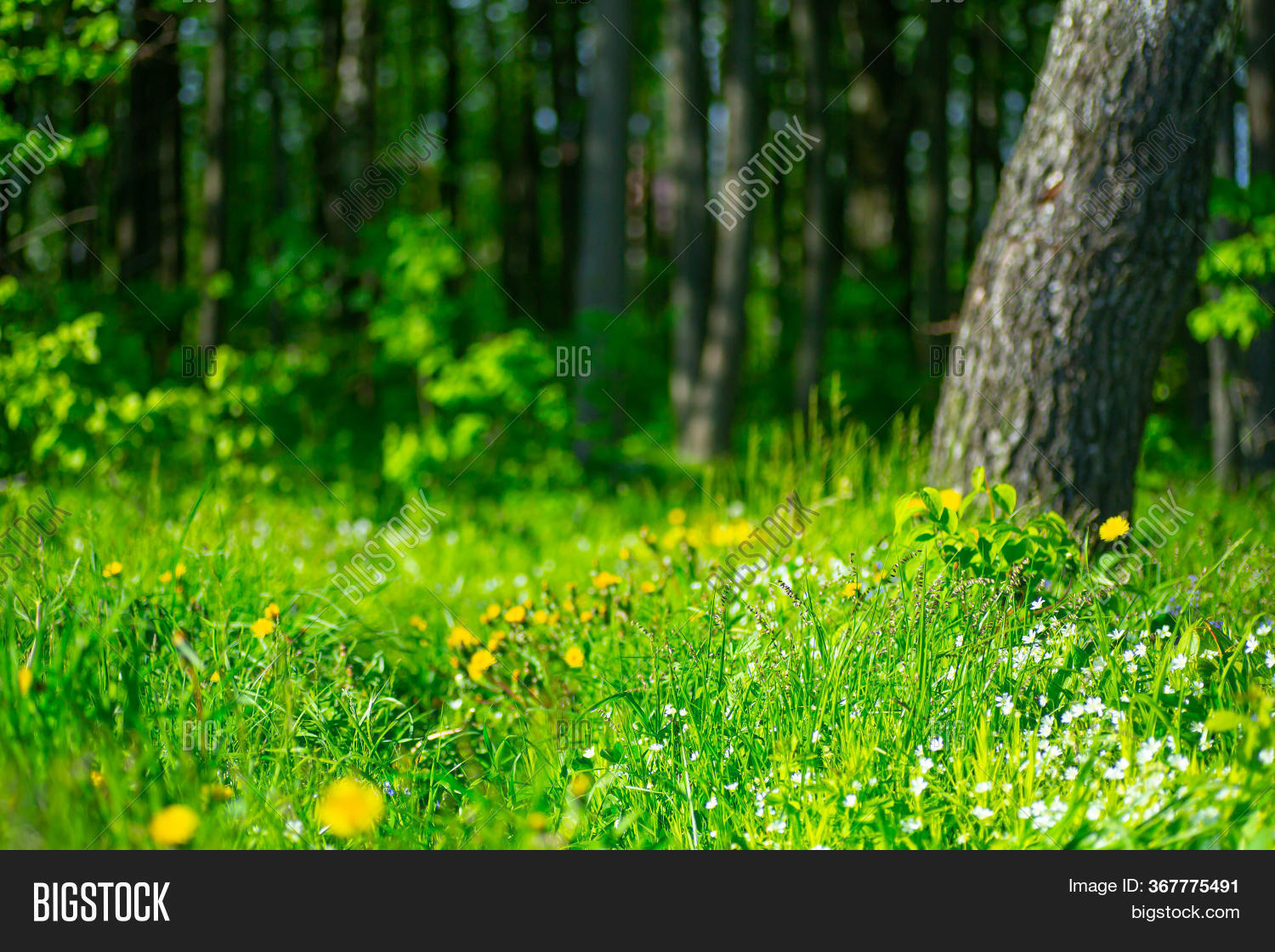 Forest Banner Image & Photo (Free Trial) | Bigstock
