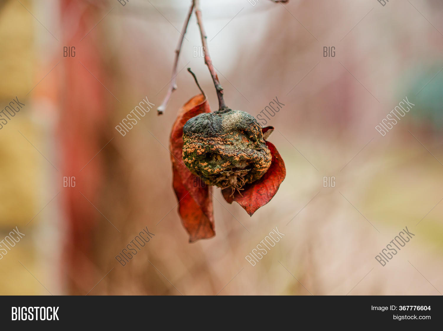 Apple Tree Without Image & Photo (Free Trial) | Bigstock