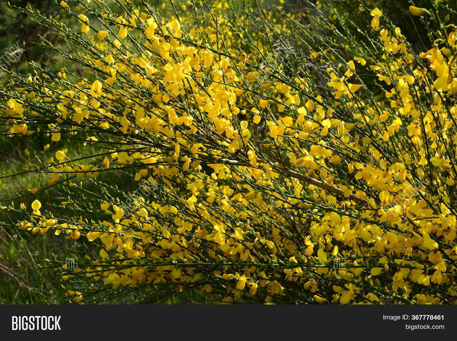 Cytisus Scoparius, Image & Photo (Free Trial) | Bigstock